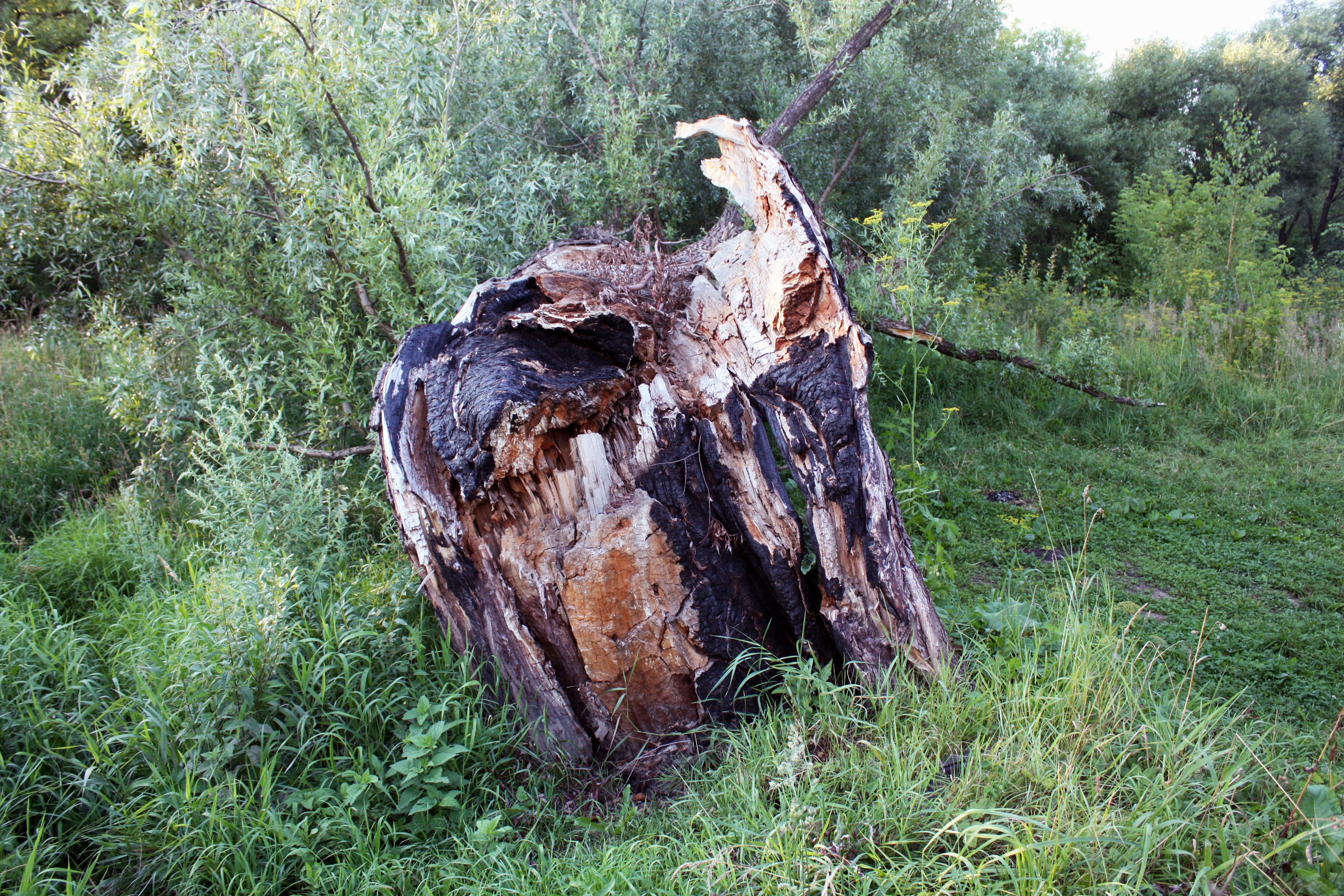 Free stock photo of broken, burn, grass