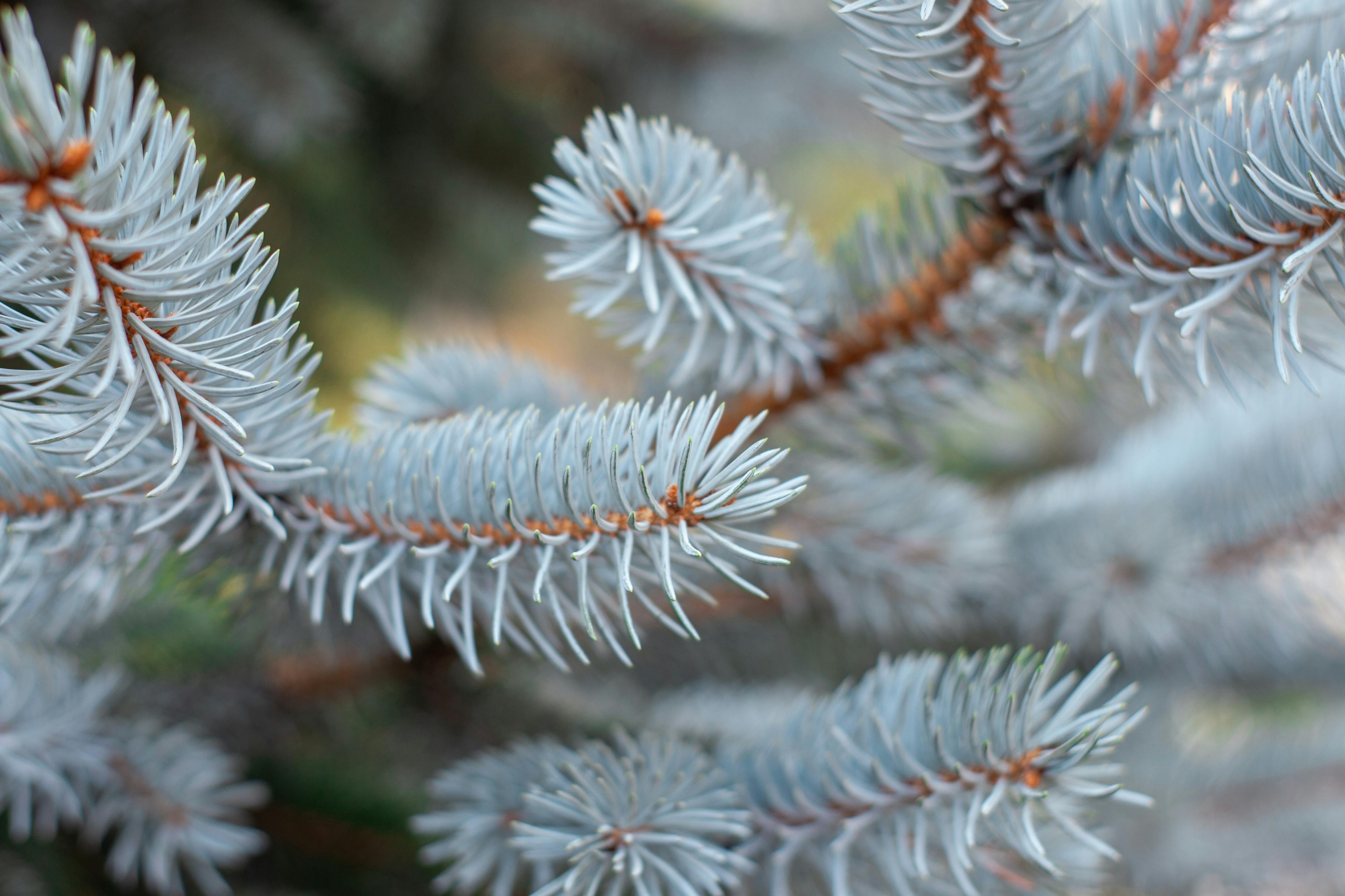 Close-up Photo of Blue Spruce Plant · Free Stock Photo