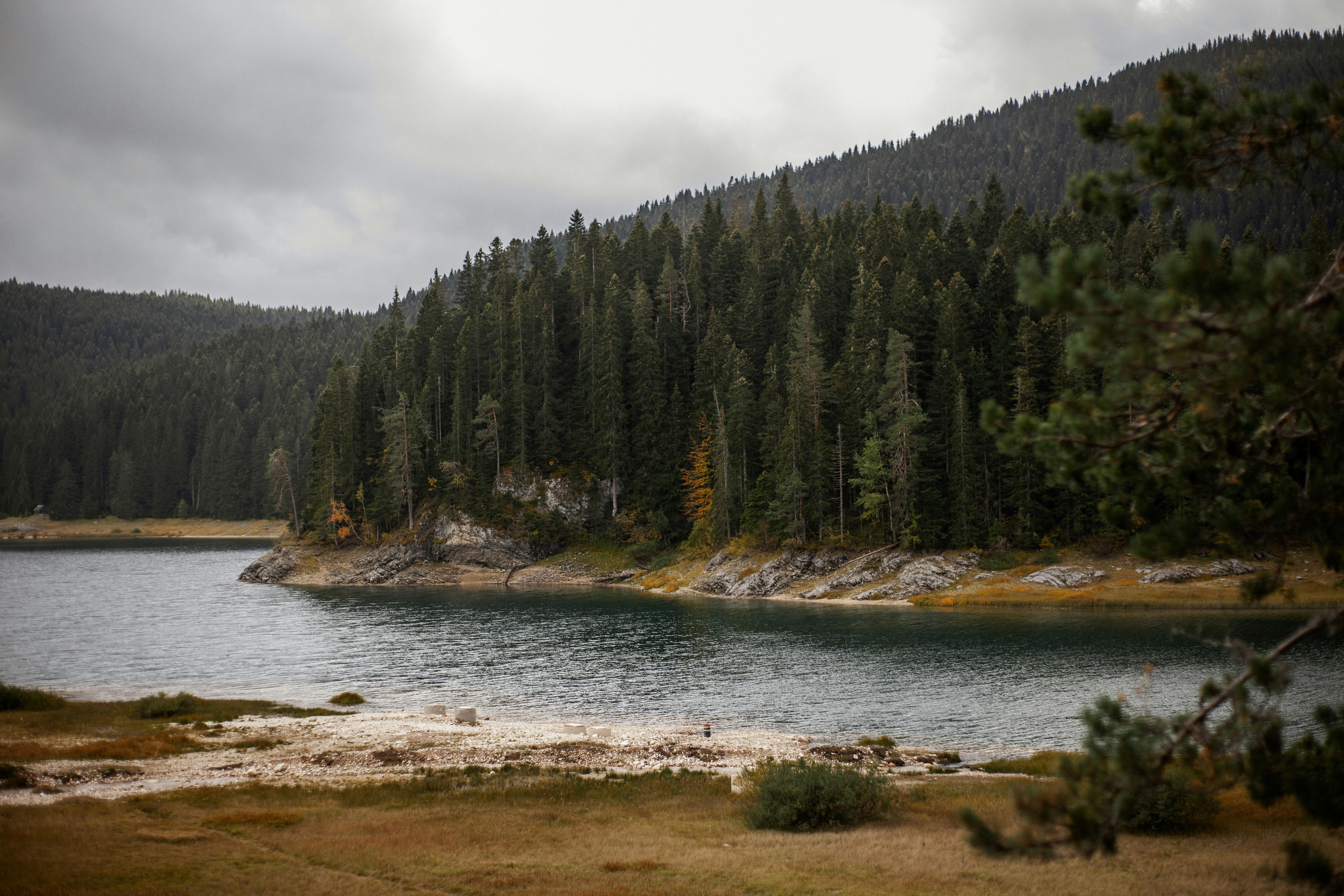 Conifer Trees Near Body of Water · Free Stock Photo