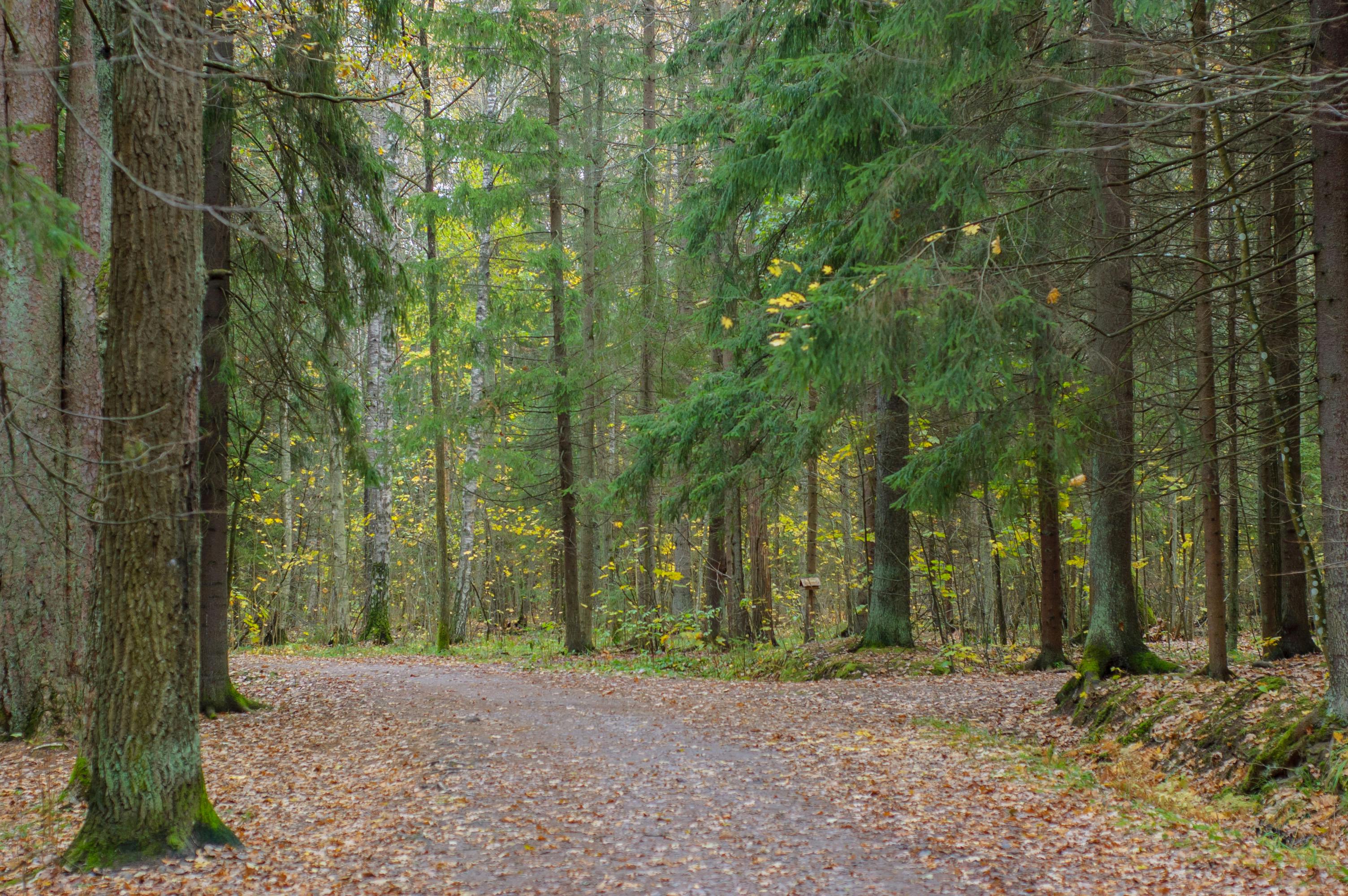Path With Trees In Between · Free Stock Photo