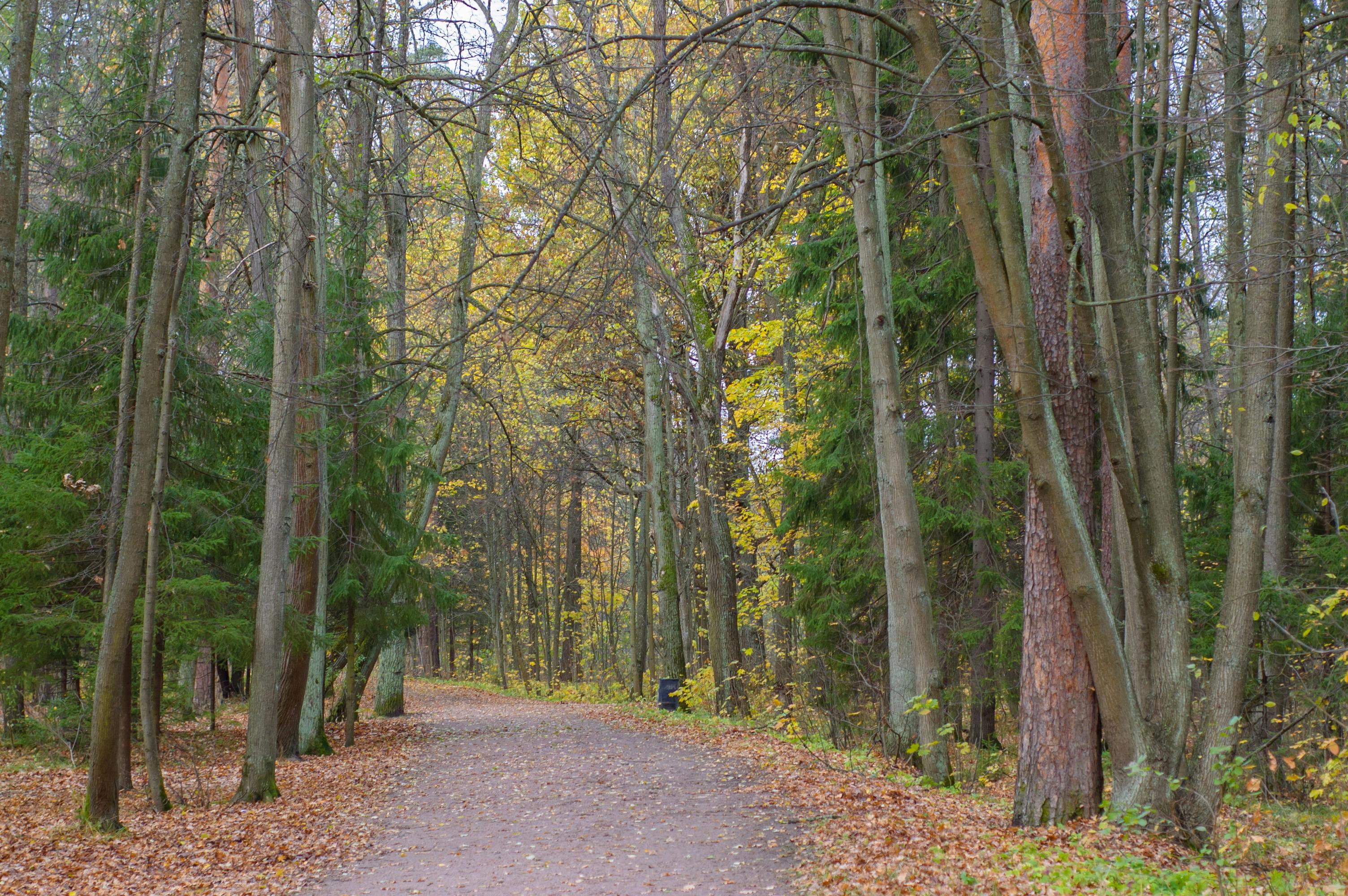 Photo of Pathway Surrounded by Trees · Free Stock Photo