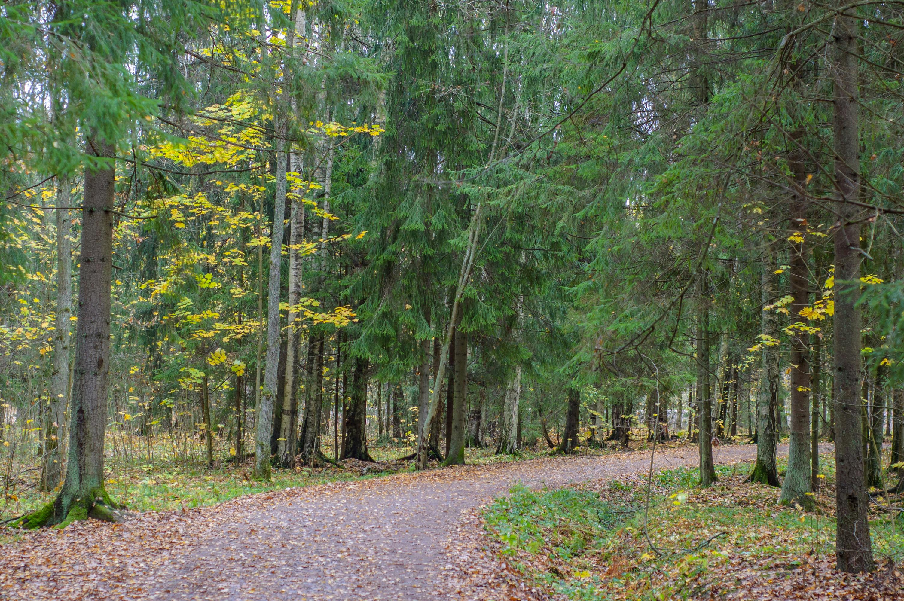 Path With Trees In Between · Free Stock Photo