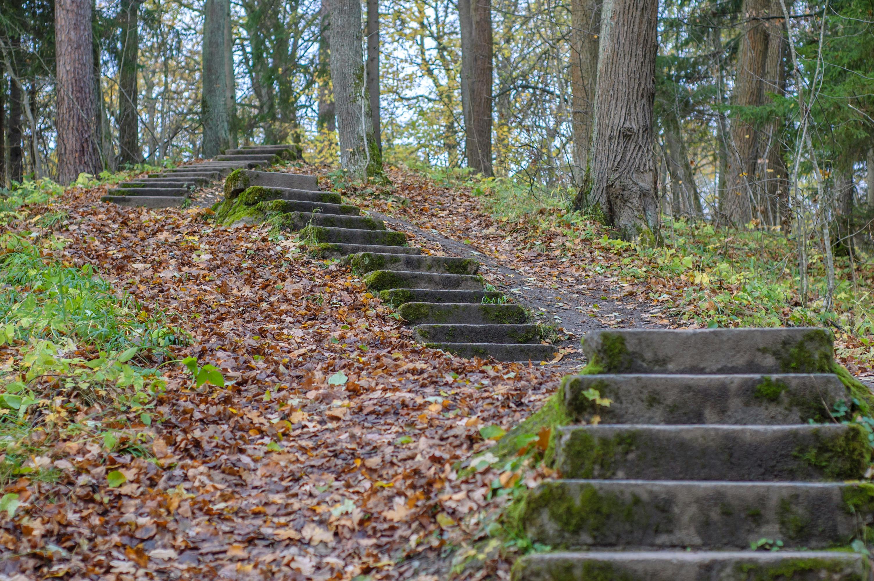 Photo of Wooden Stairs In Forest · Free Stock Photo