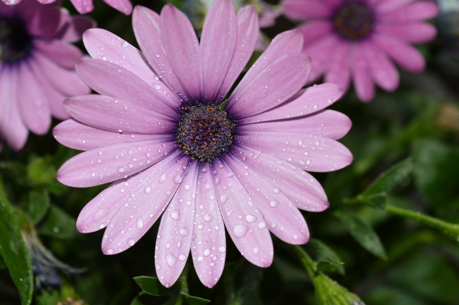 100.000+ Pexel Flowers Bilder und Fotos · Kostenlos Downloaden · Pexels ...