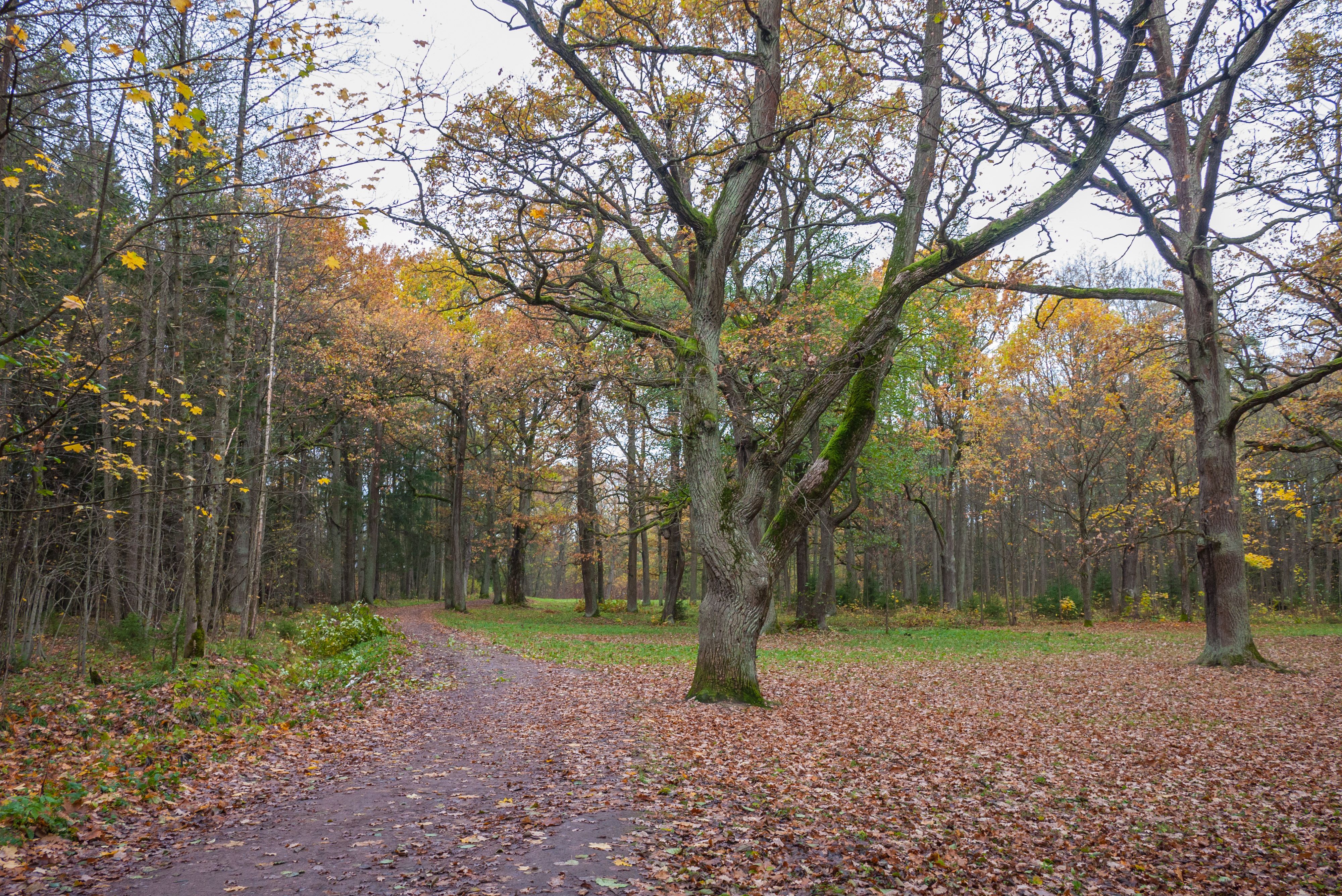 Trees and Fallen Leaves on a Land · Free Stock Photo