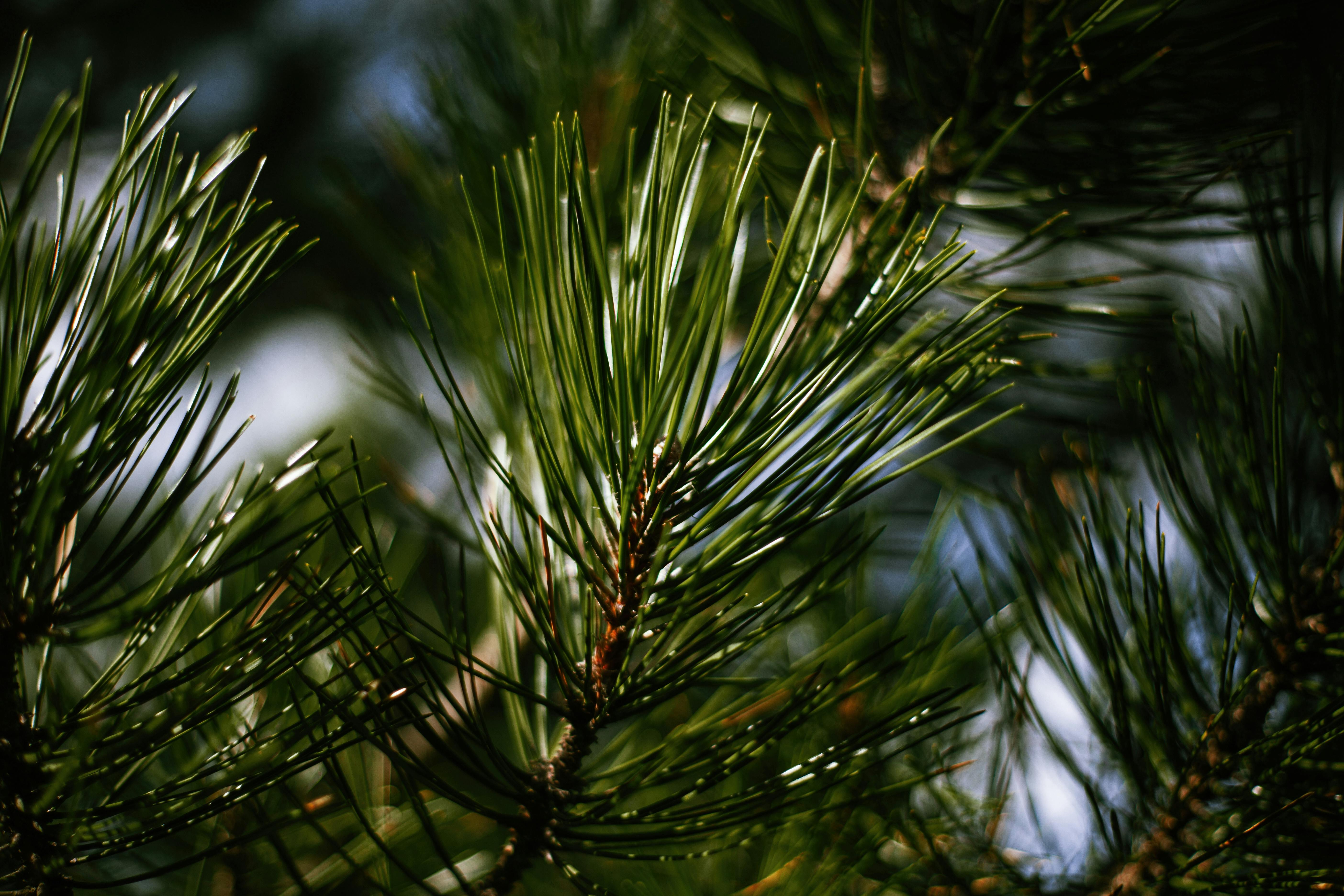 Life Cycles Photos, Download The BEST Free Life Cycles Stock Photos ...