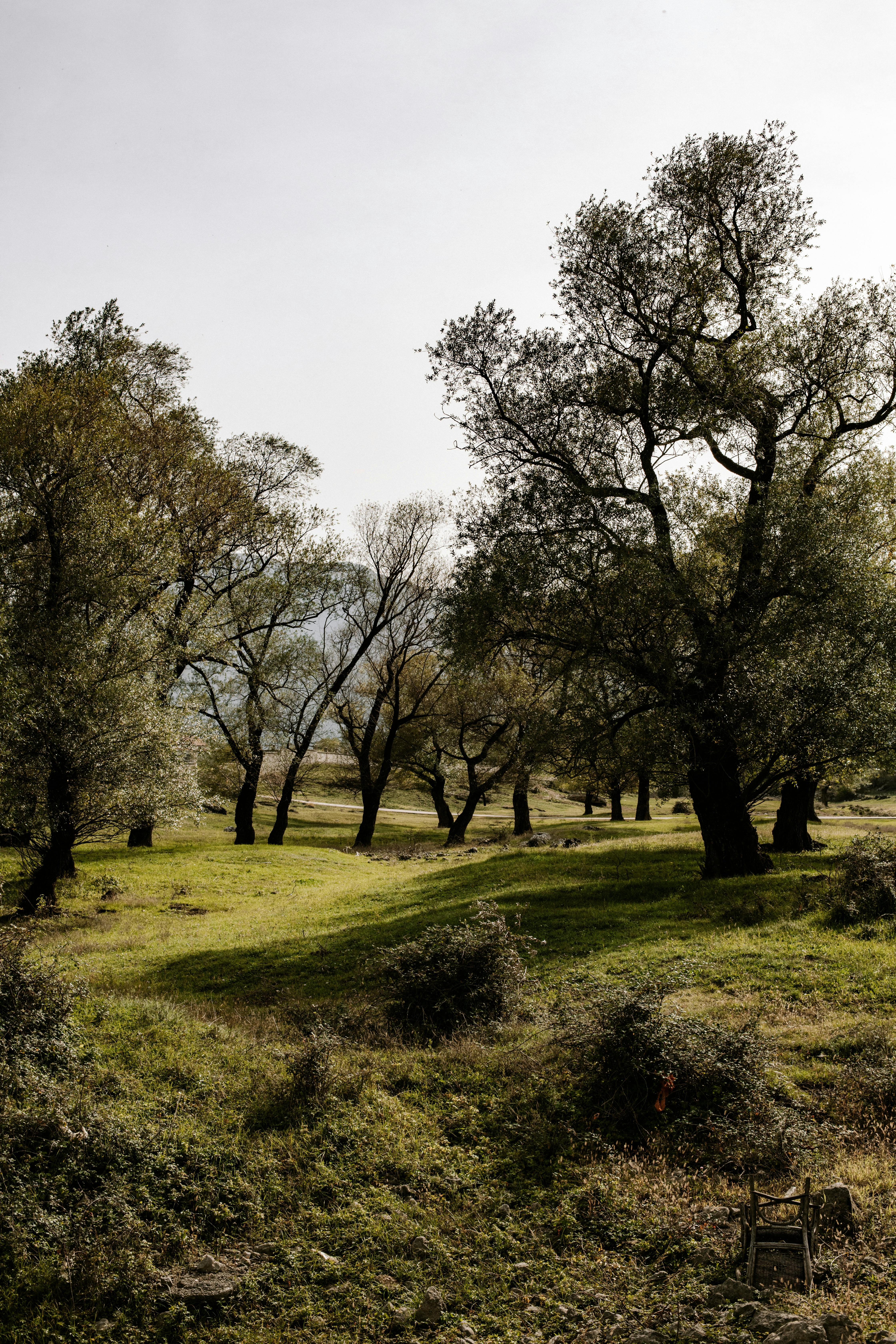 Green Grass Field With Trees · Free Stock Photo