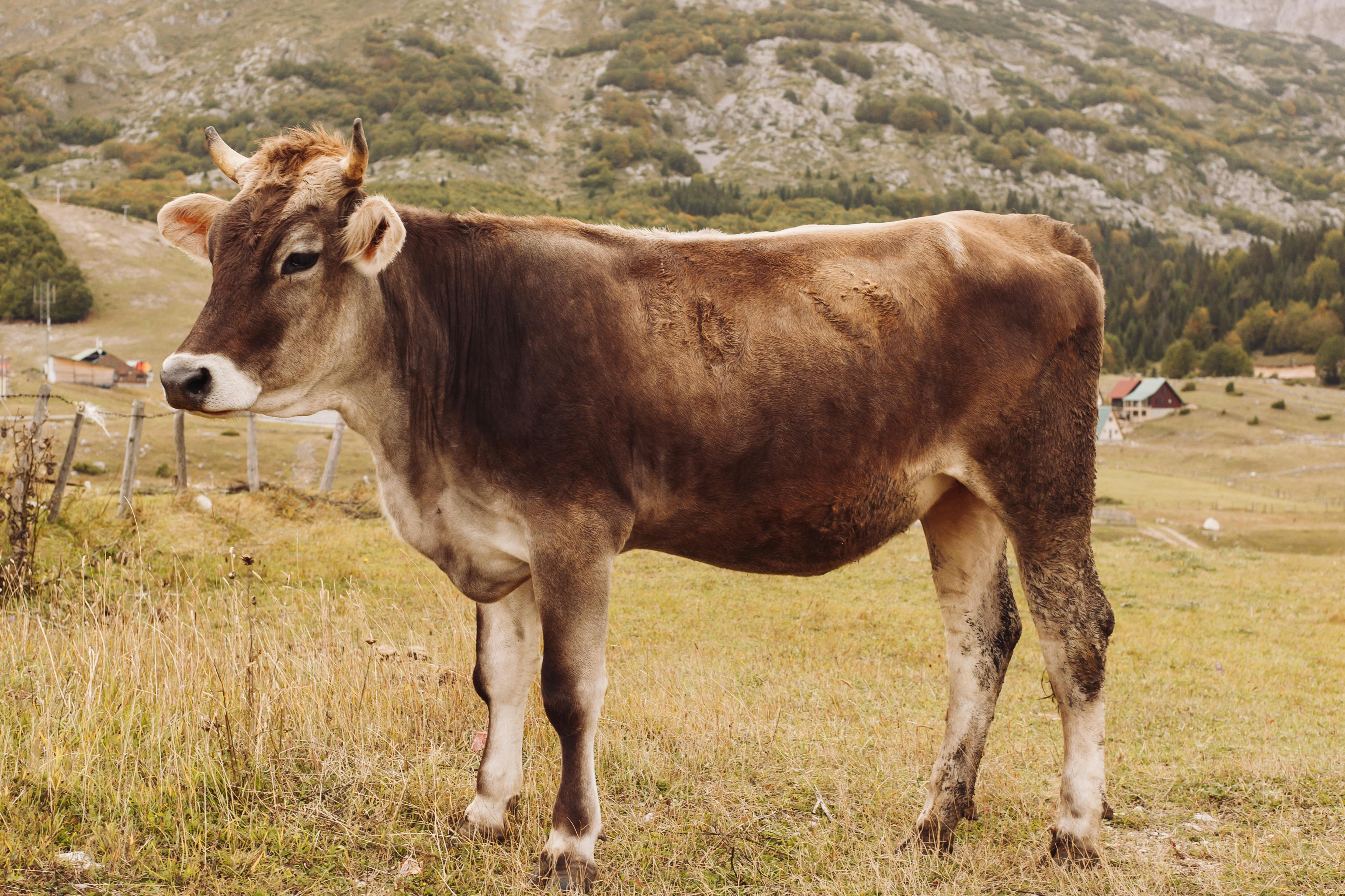 Brown Cow on Green Grass Field · Free Stock Photo
