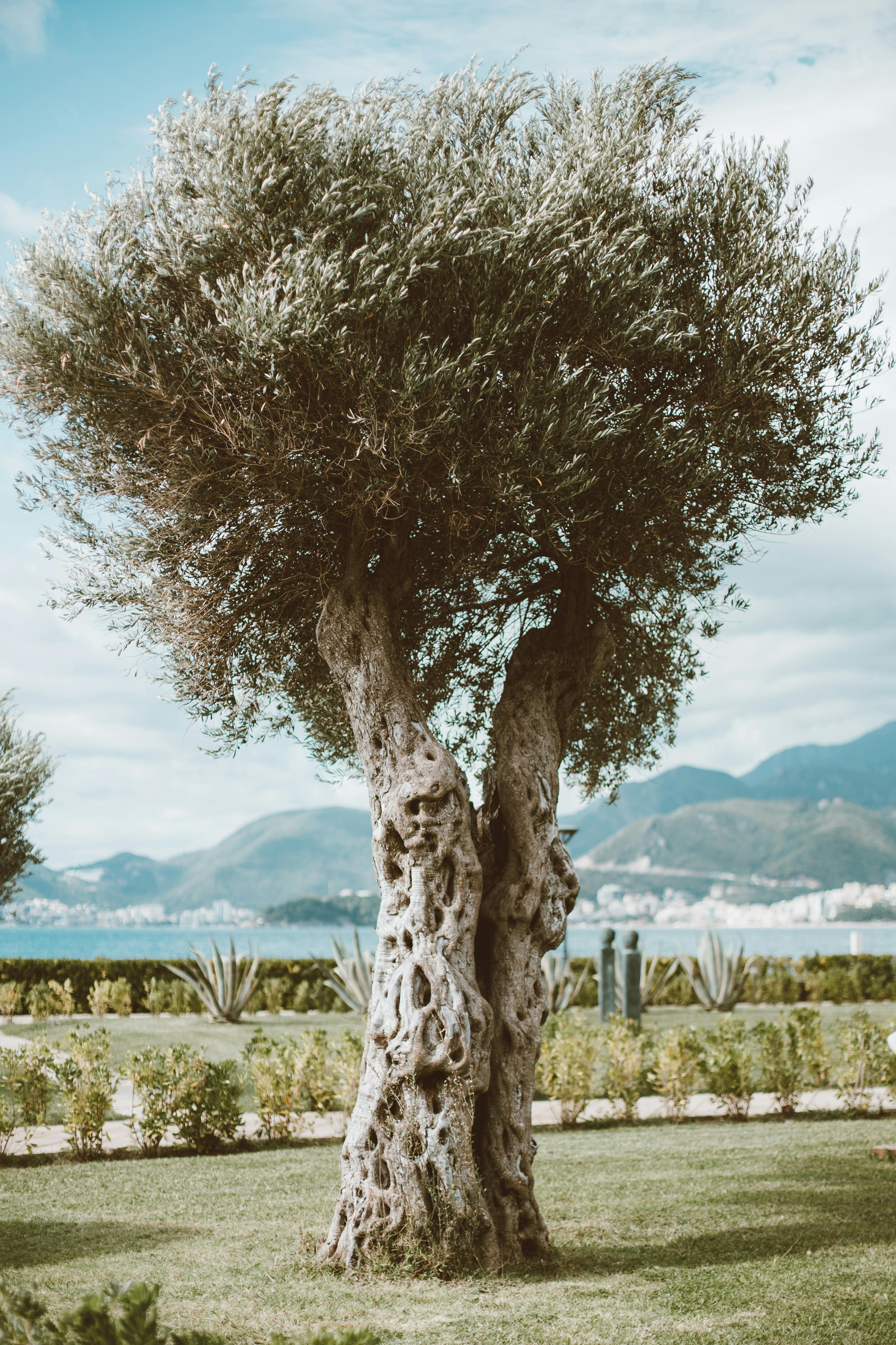 Olive Tree Photos, Download The BEST Free Olive Tree Stock Photos & HD ...