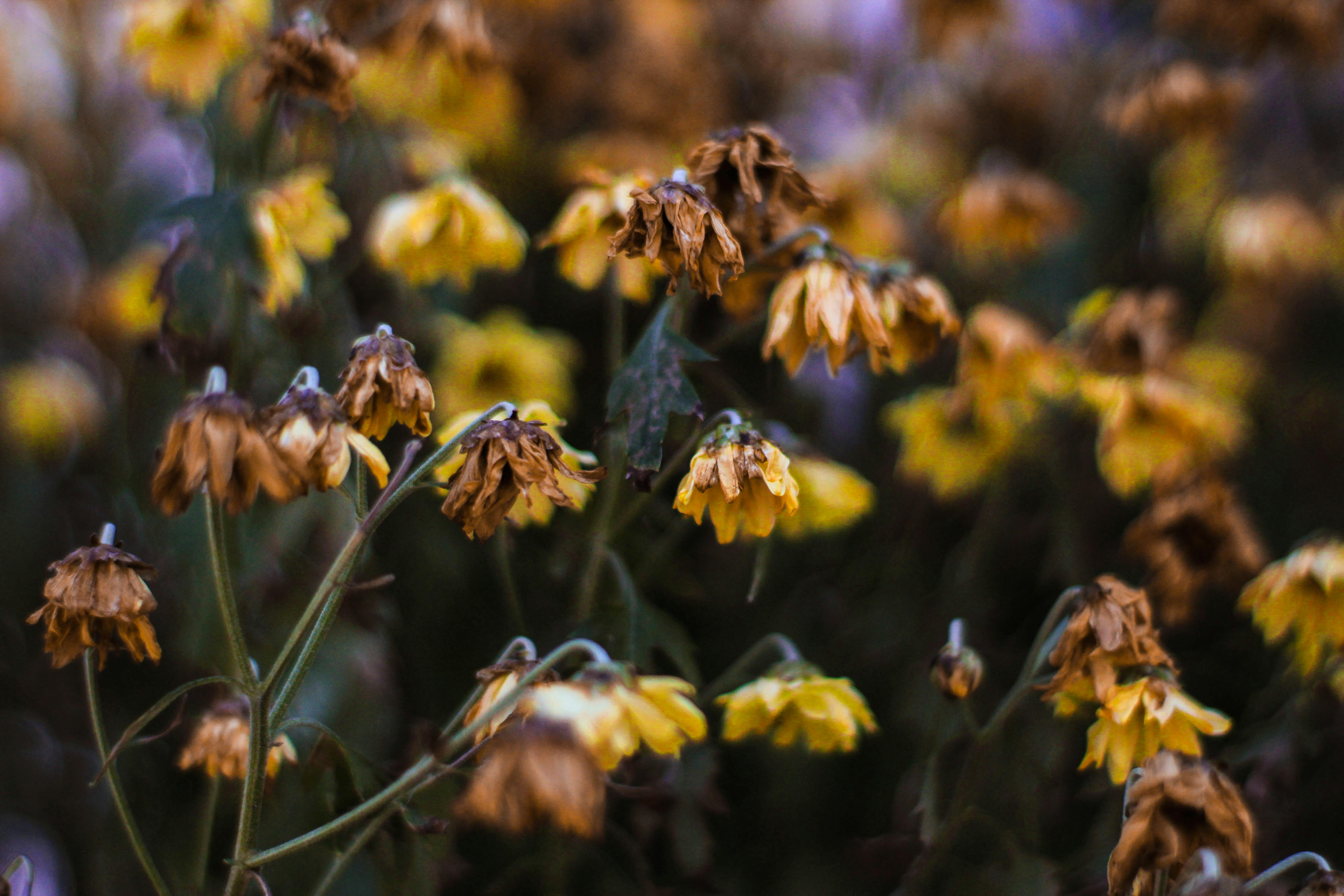 Close-up Photo of Weathered Flowers · Free Stock Photo