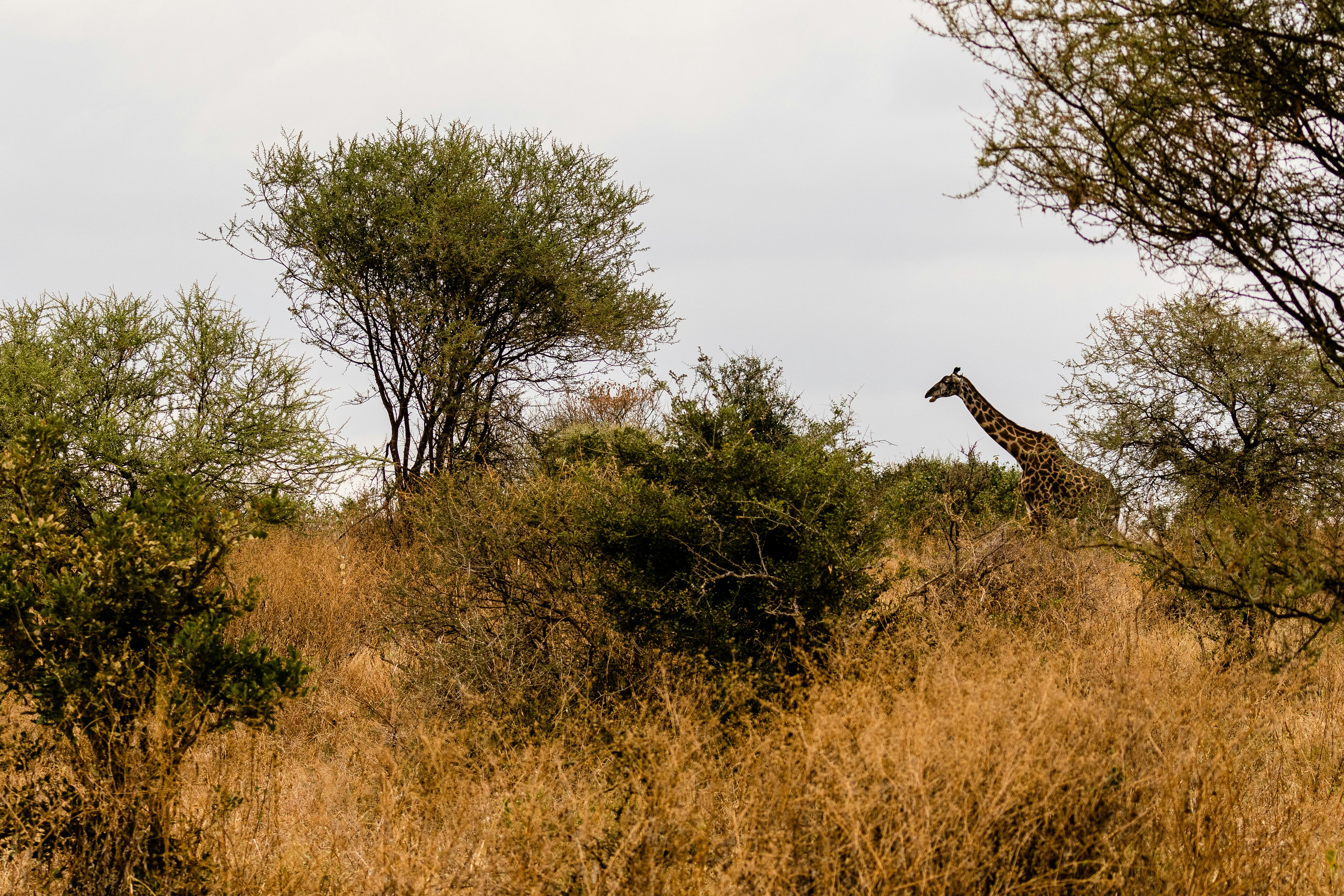 Two Giraffe Standing on Hill · Free Stock Photo