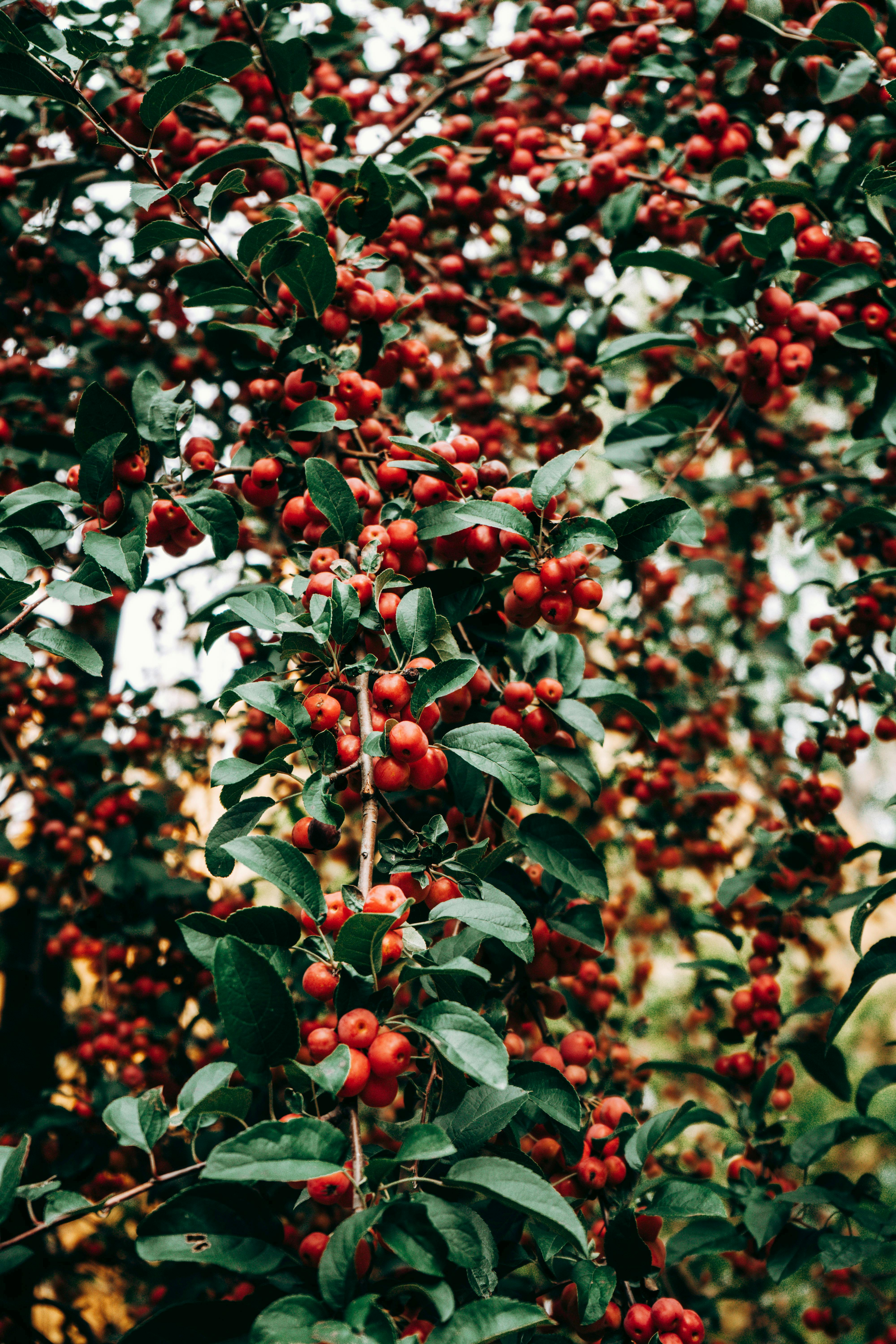 Photo Of Round Red Fruits · Free Stock Photo
