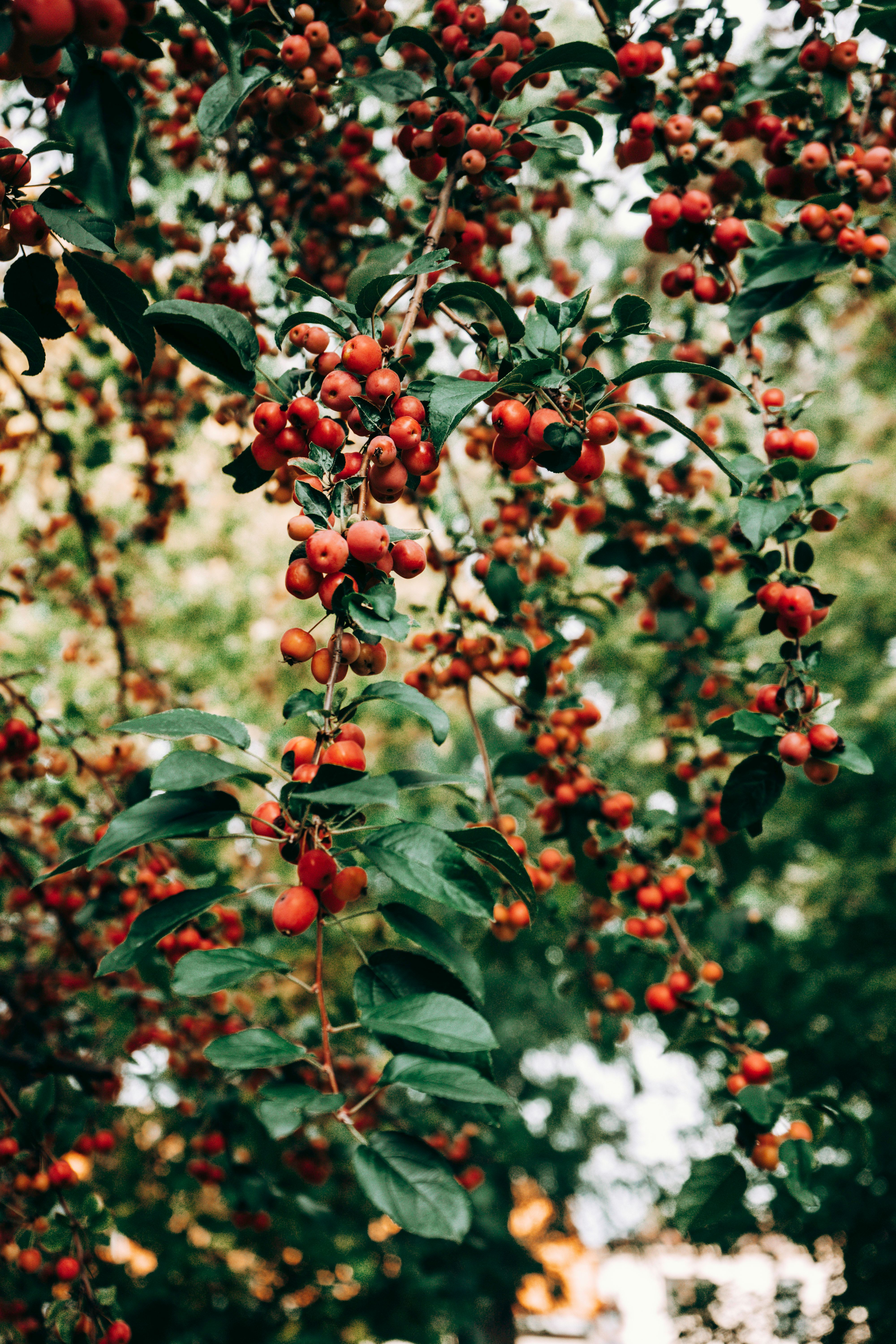 Low Angle Shot Of Round Red Fruits · Free Stock Photo