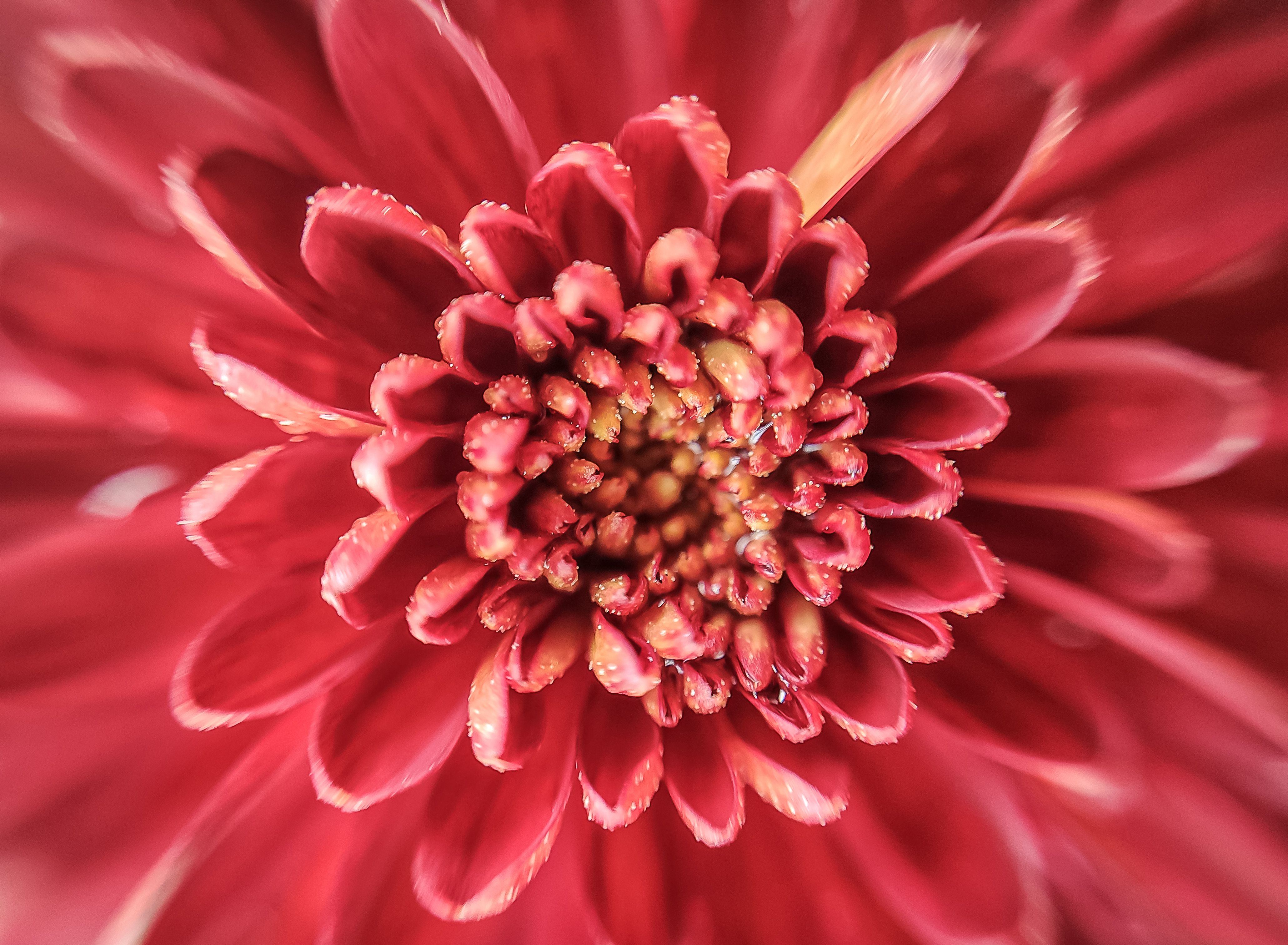 Red Roses · Free Stock Photo