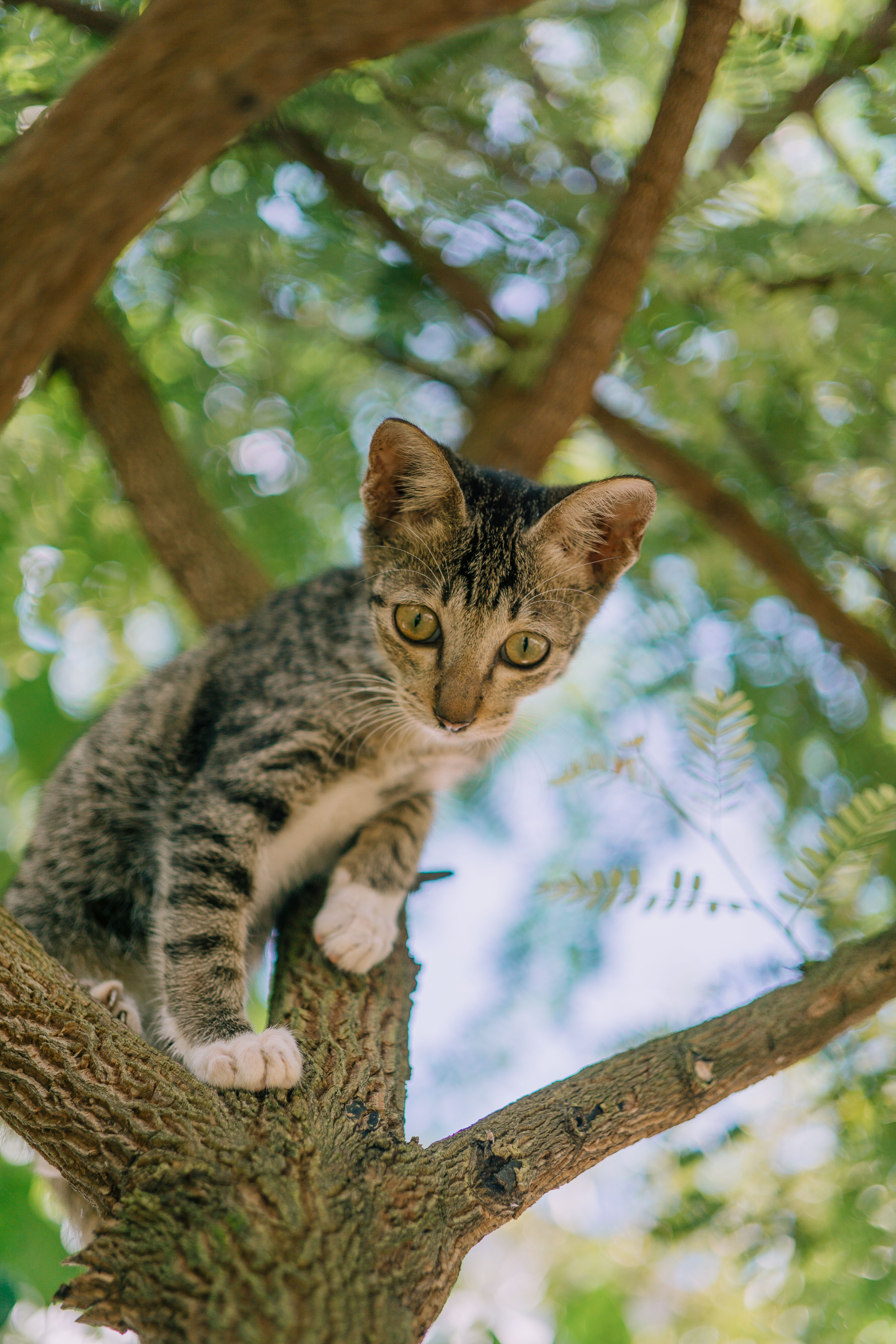 Close-Up Shot of a Tabby Cat on a Tree Branch · Free Stock Photo