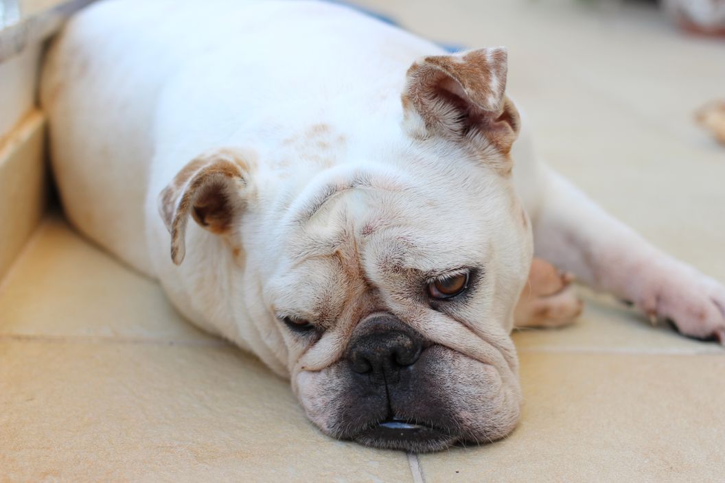 Extending Old English Bulldog Lifespan: Health Tips and Care