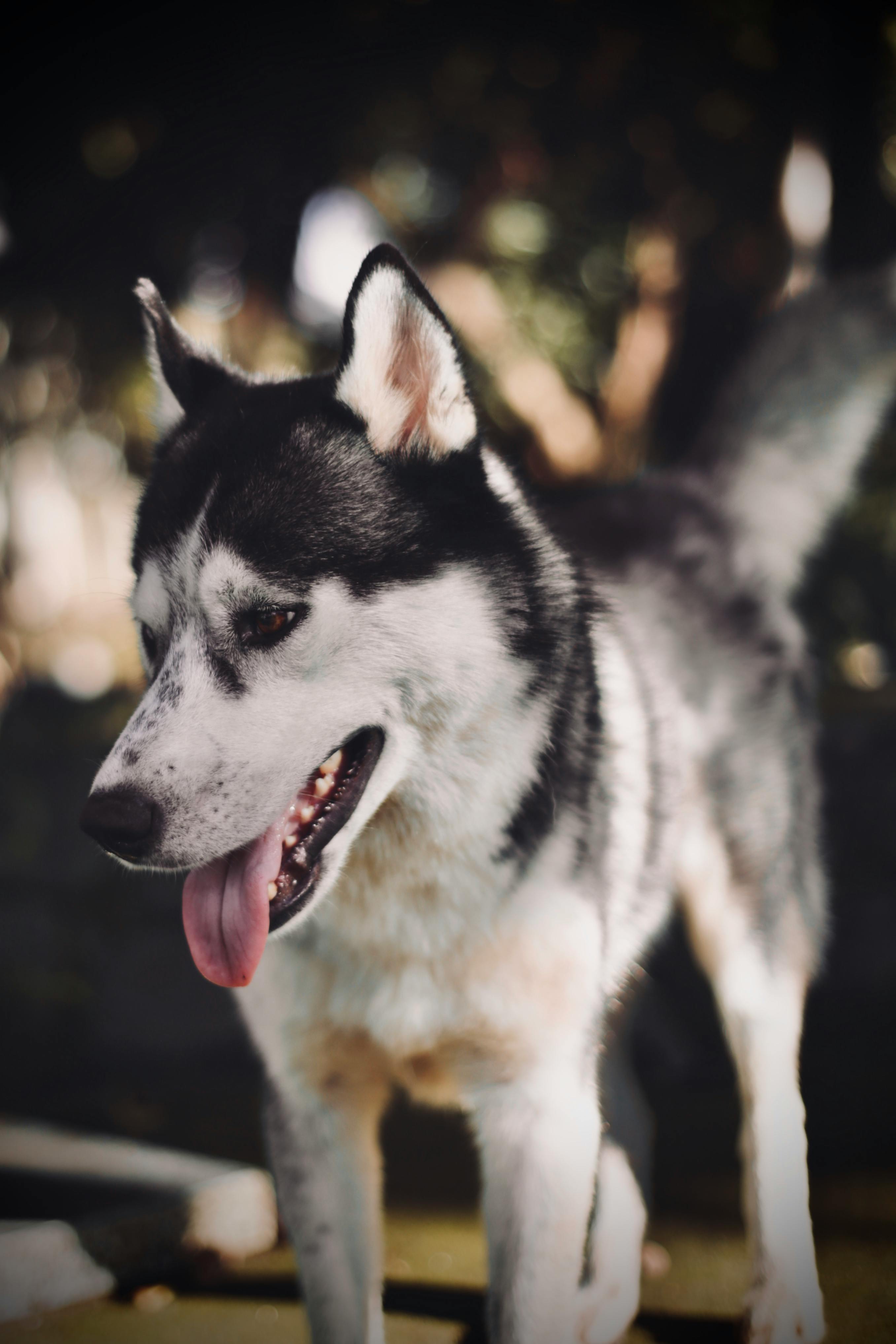 Adult Siberian Husky Selected Focus · Free Stock Photo