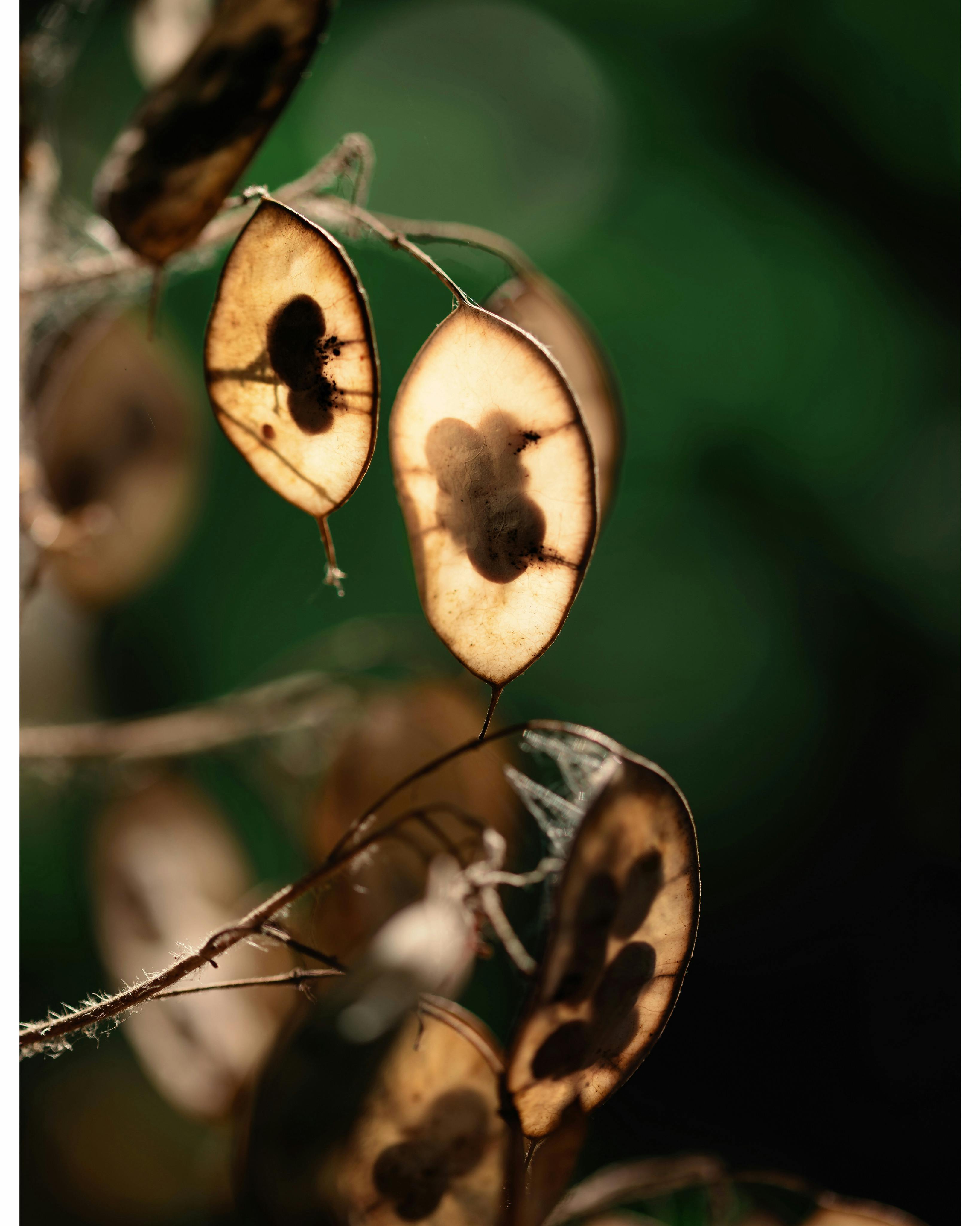Photo of Dry Leaves · Free Stock Photo