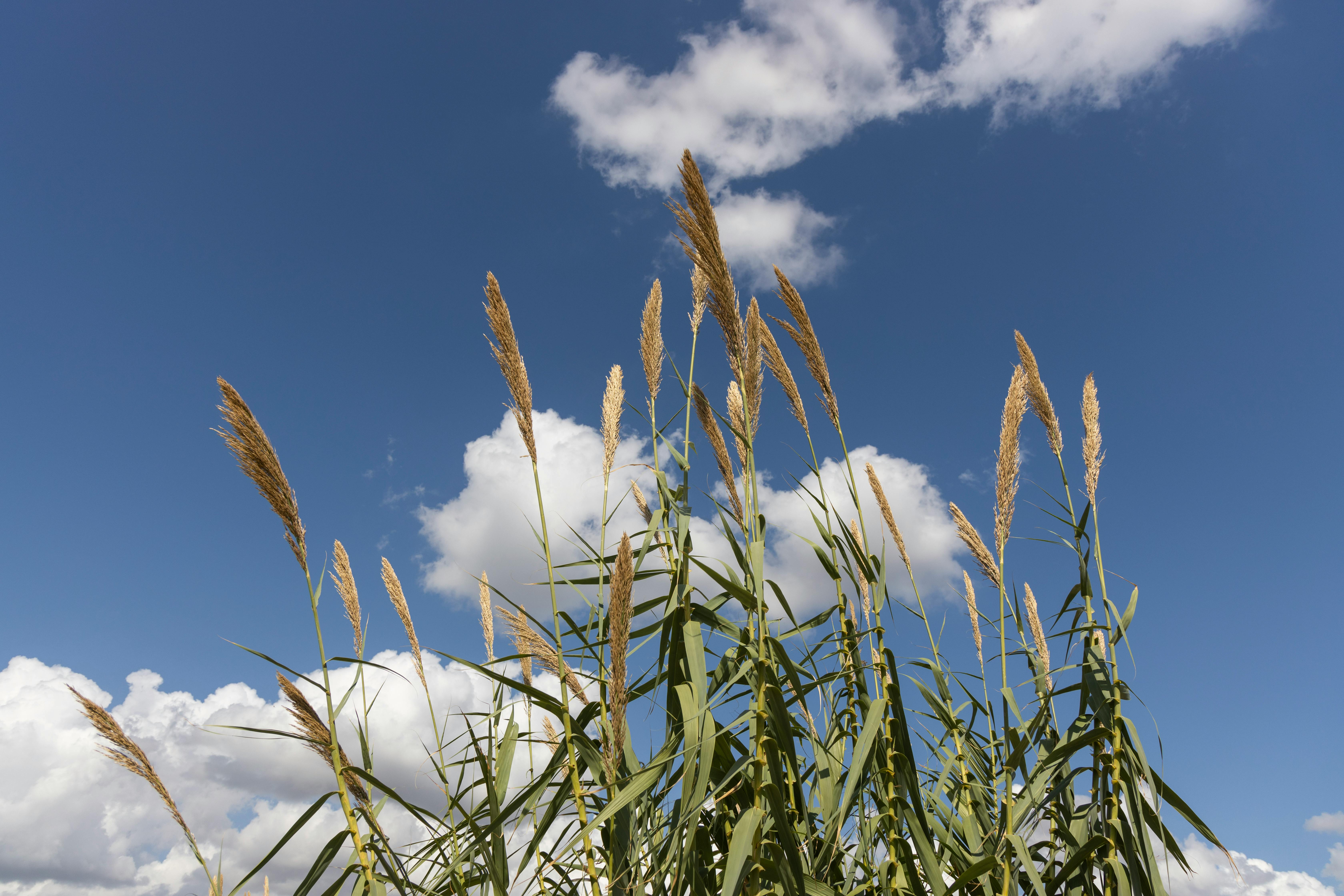 Dry Reeds Under Blue Sky · Free Stock Photo