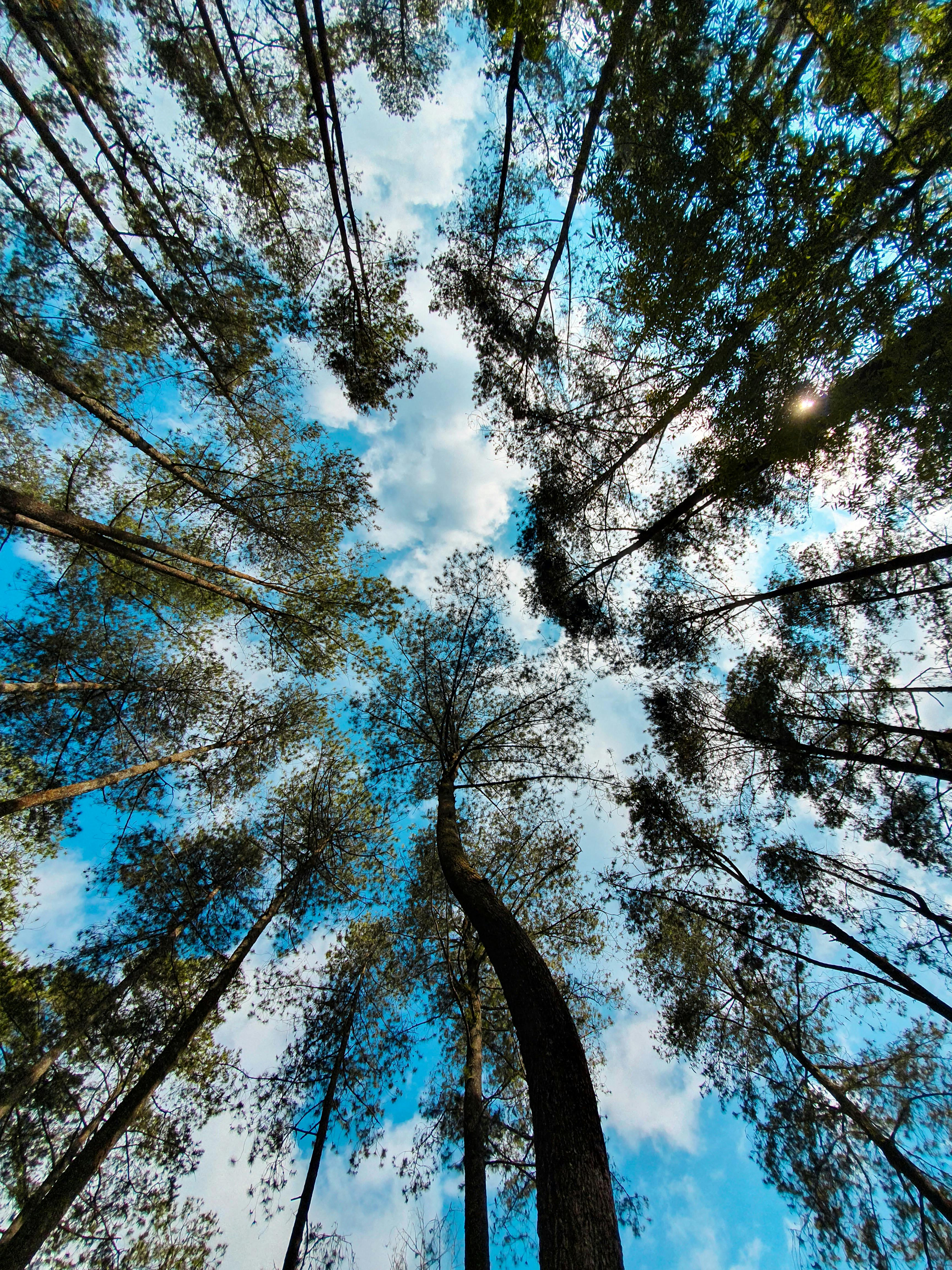 Tall lush trees against blue sky · Free Stock Photo