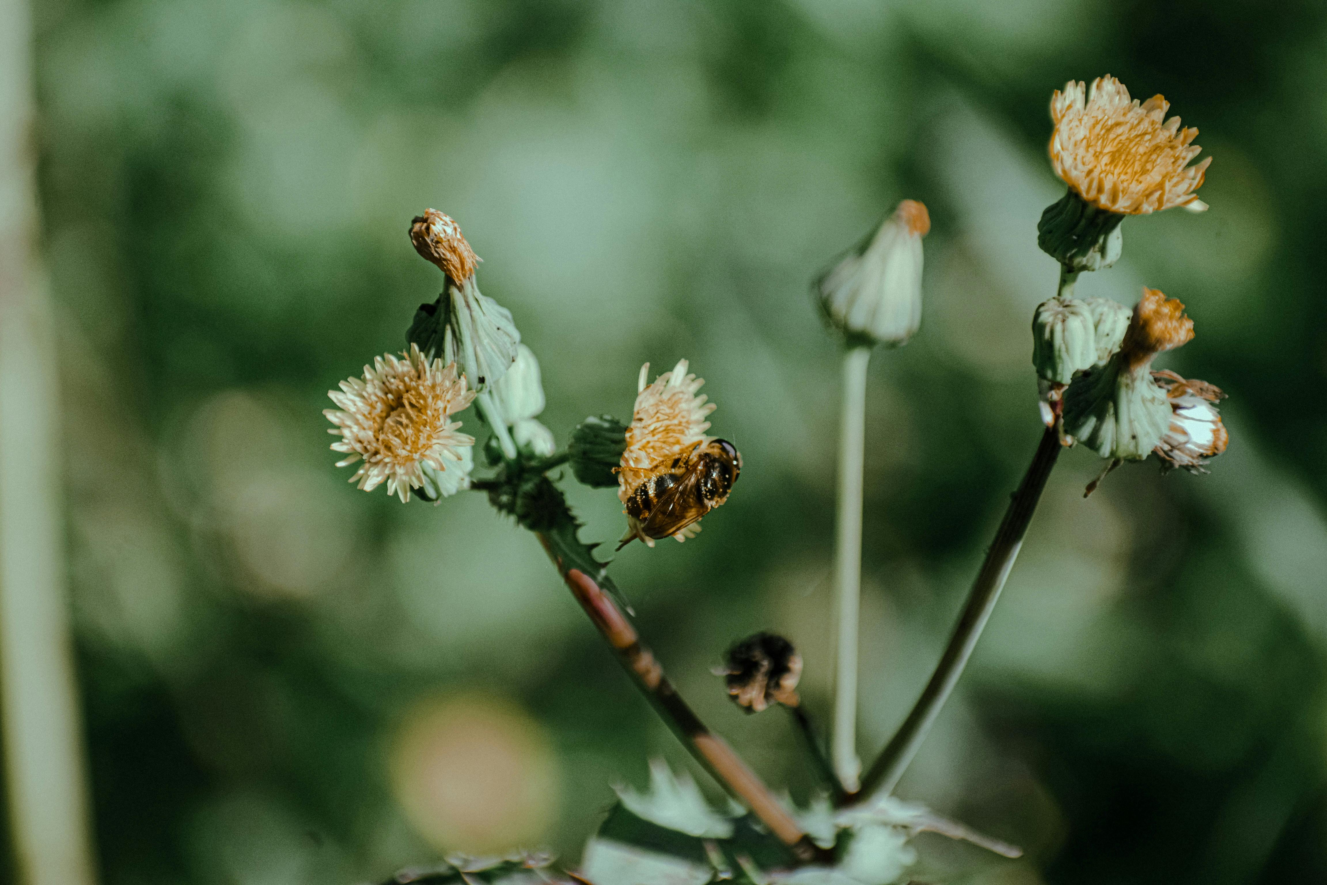 Dandelion Forest Photos, Download The BEST Free Dandelion Forest Stock ...