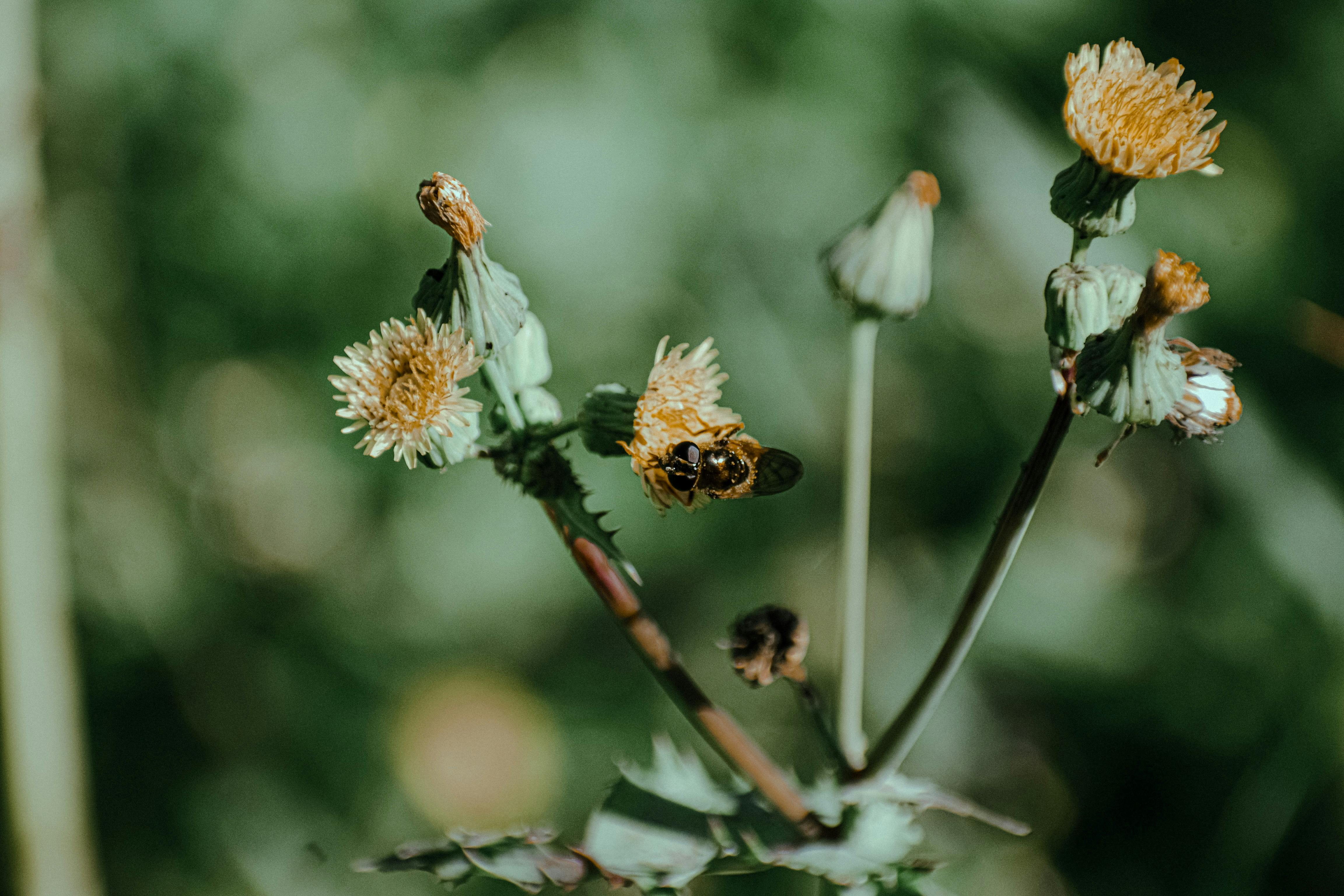 Bug feeding pollen on blooming flower in garden · Free Stock Photo