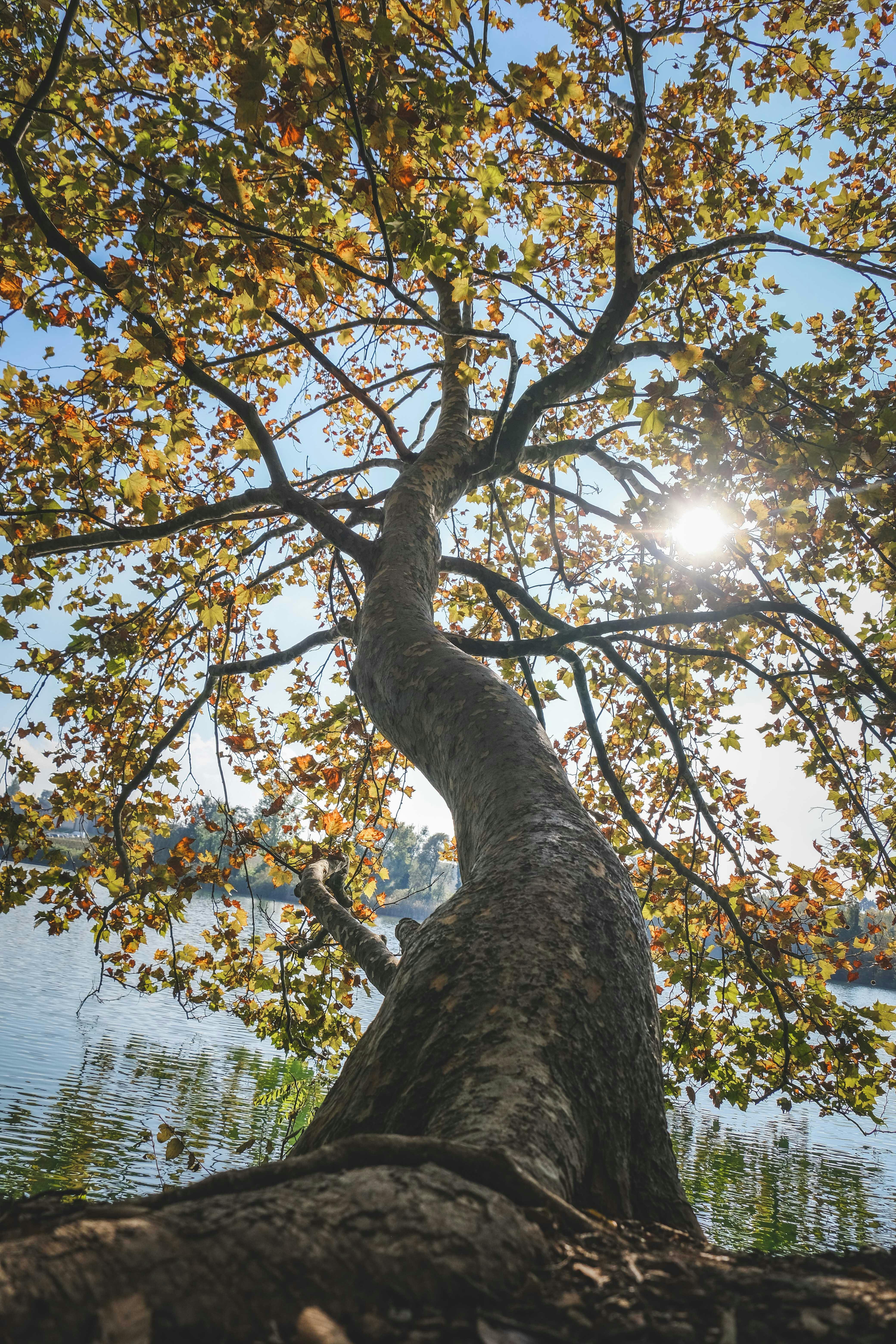 Old tree with wavy trunk against lake in sunlight · Free Stock Photo