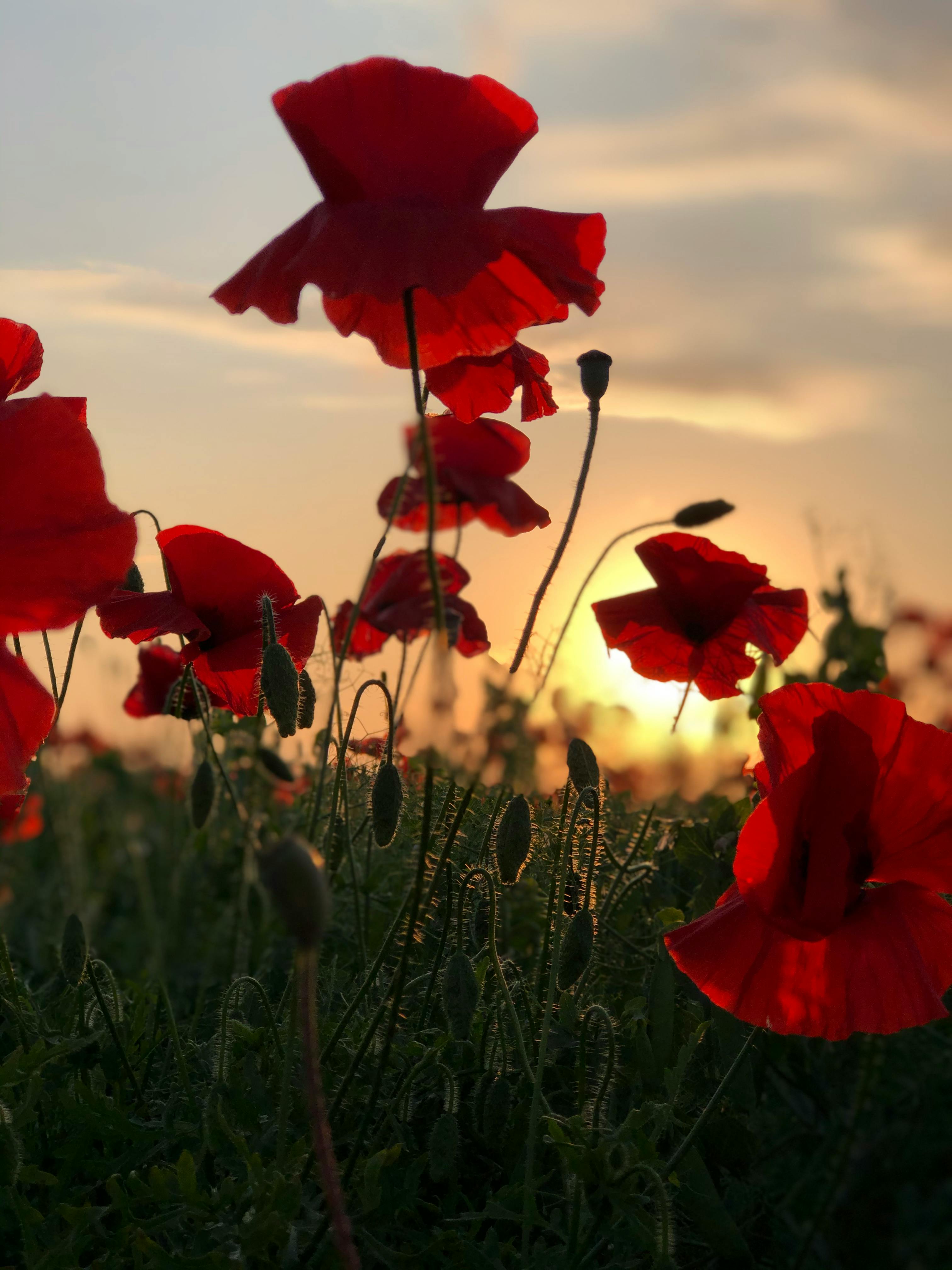 Red Flowers on During Sunset · Free Stock Photo