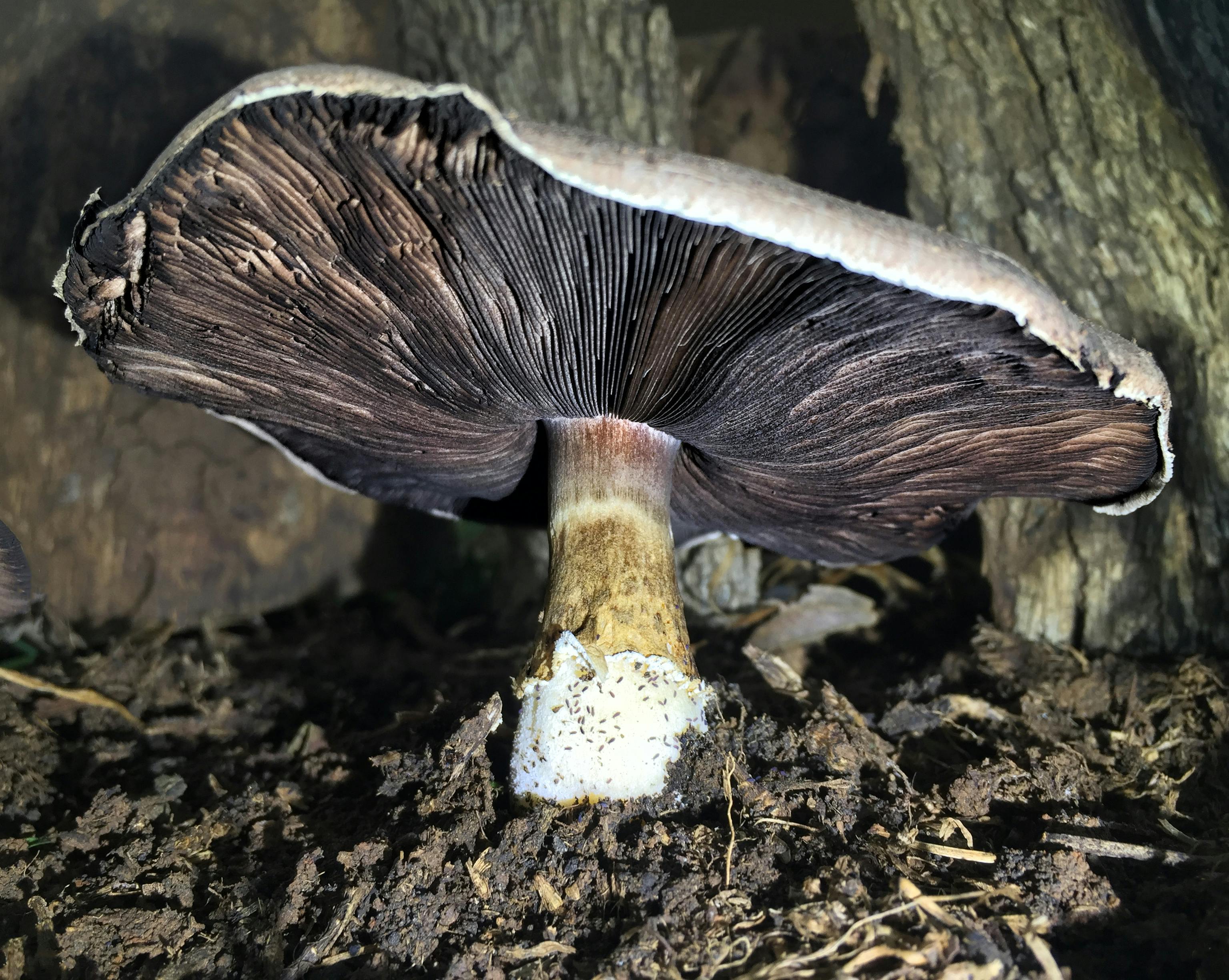 Ronel Broderick - Photography