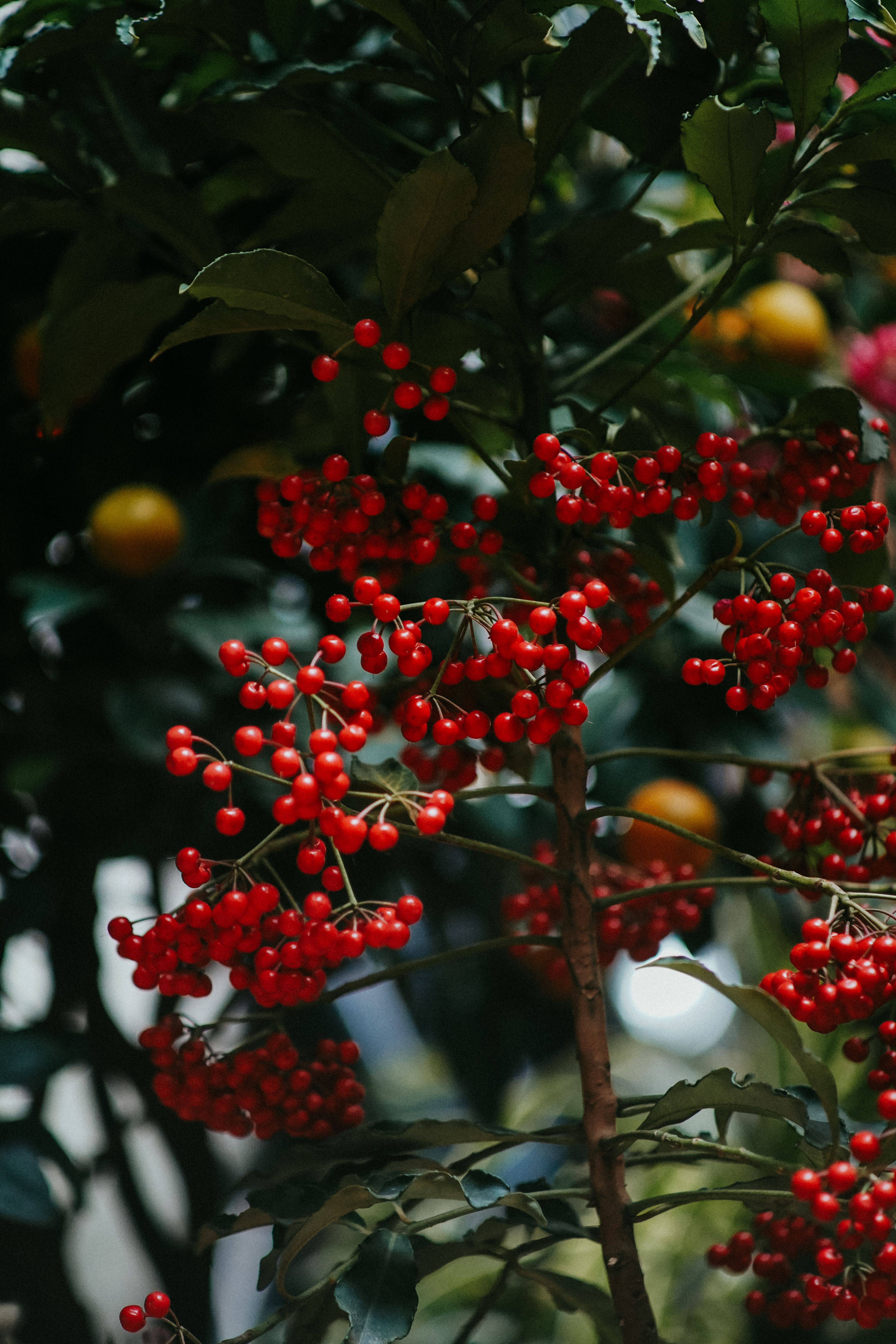 Red Berries on Bare Tree Branches · Free Stock Photo