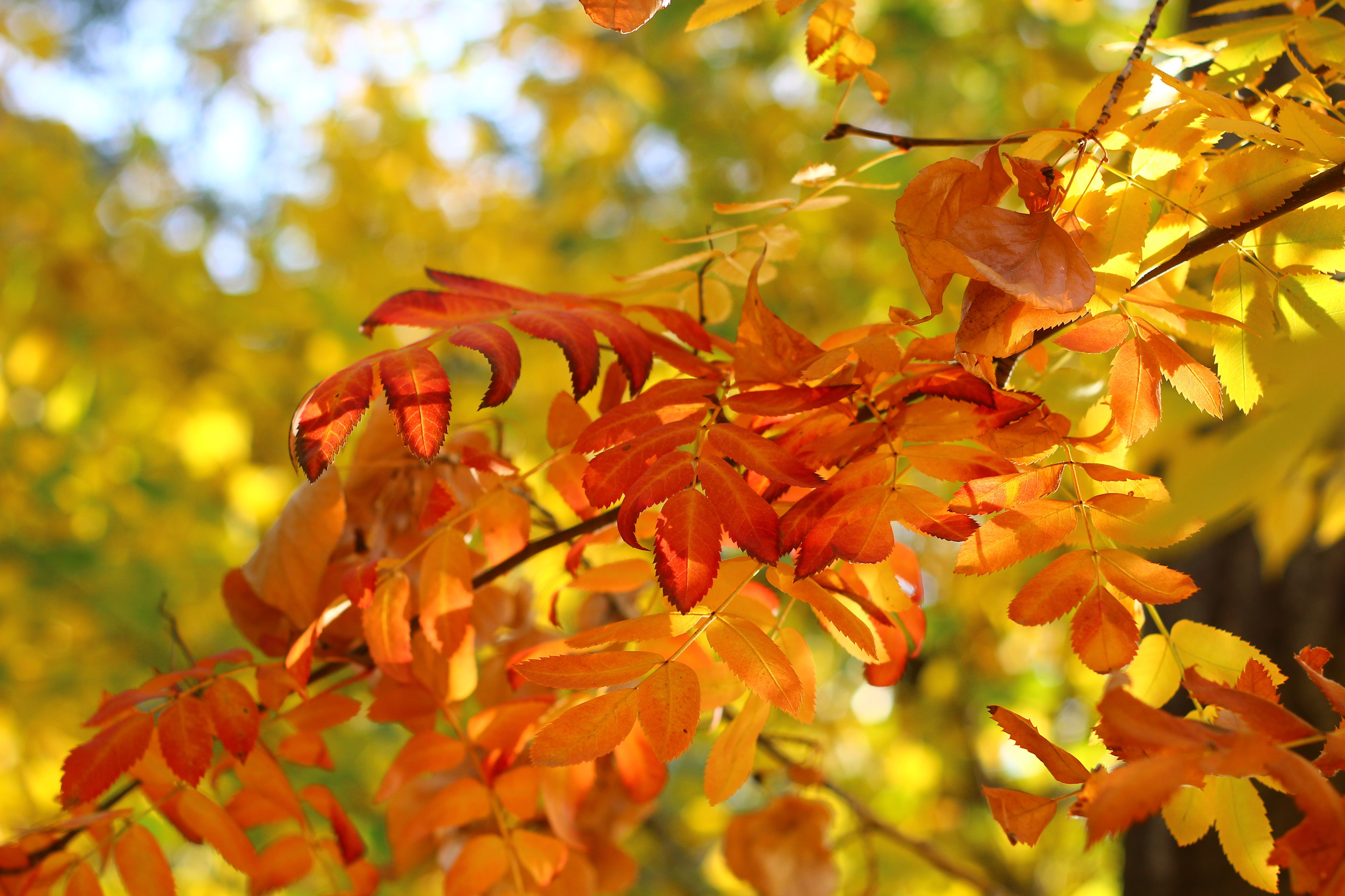 Selective Focus Photography Brown Leaf Plant · Free Stock Photo