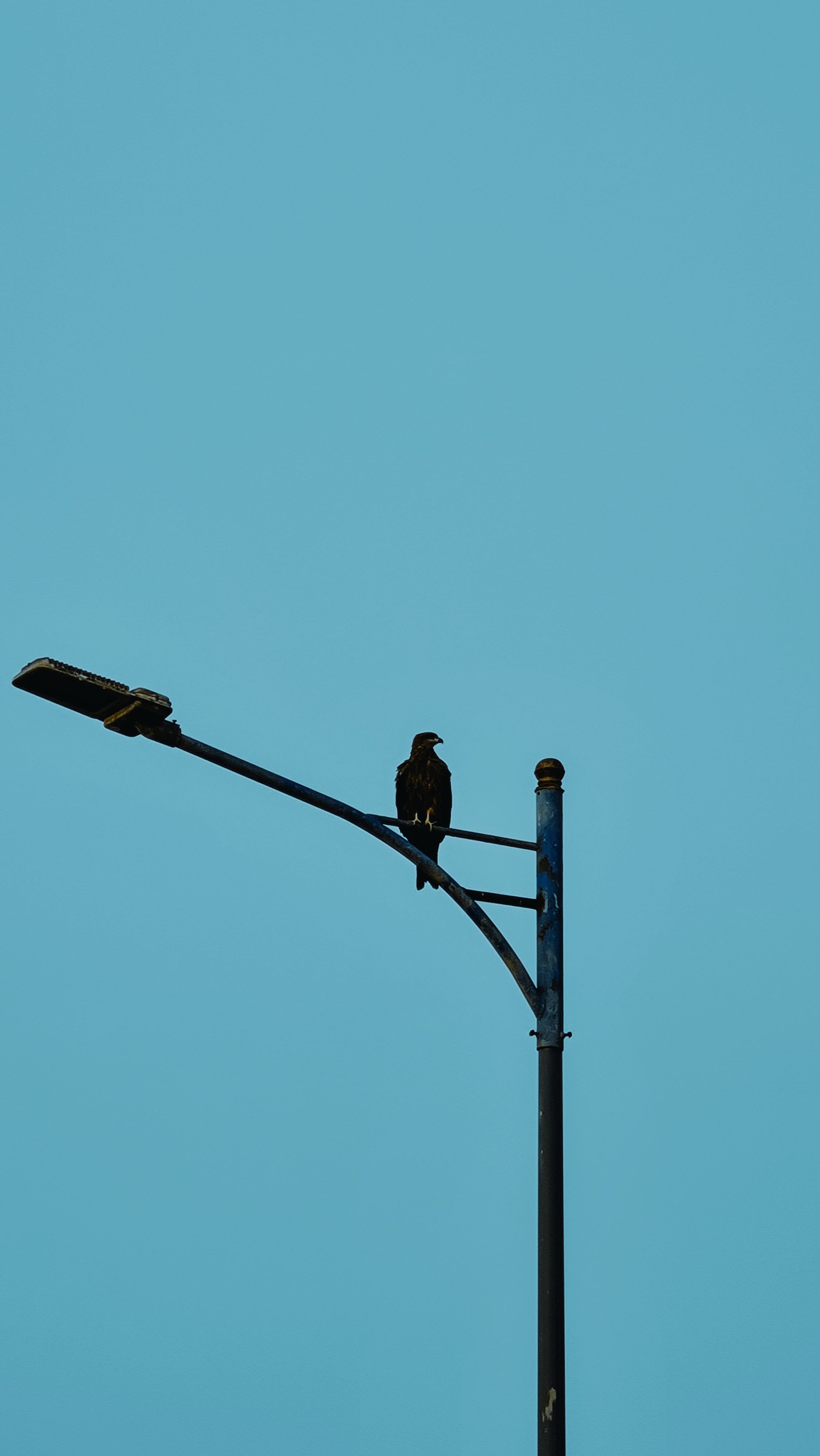 Vertical Bird Background Photos, Download The BEST Free Vertical Bird ...