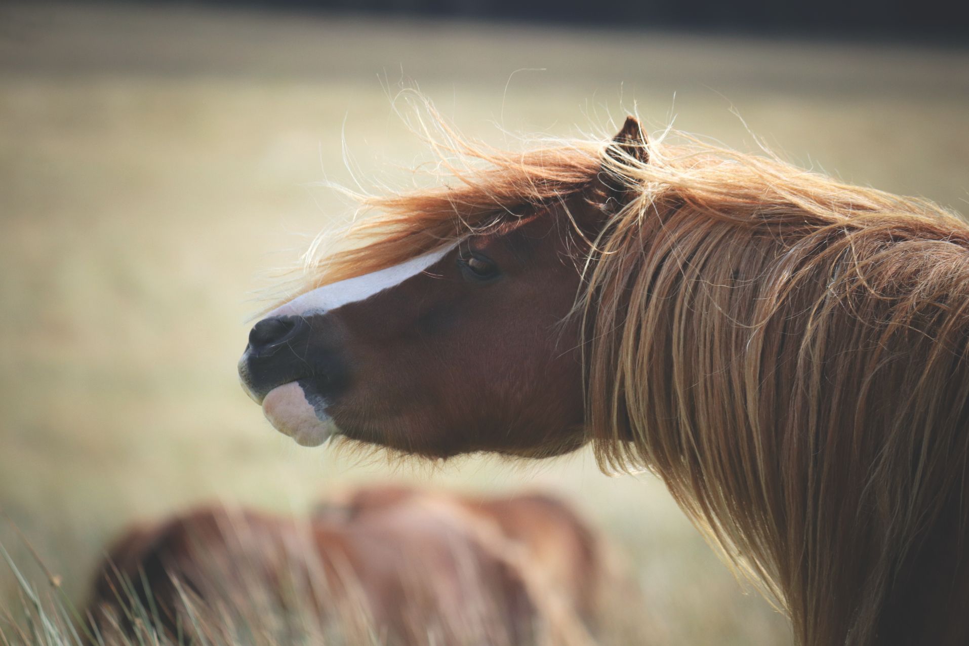 Understanding Liver Chestnut Horse Color Guide & Meaning