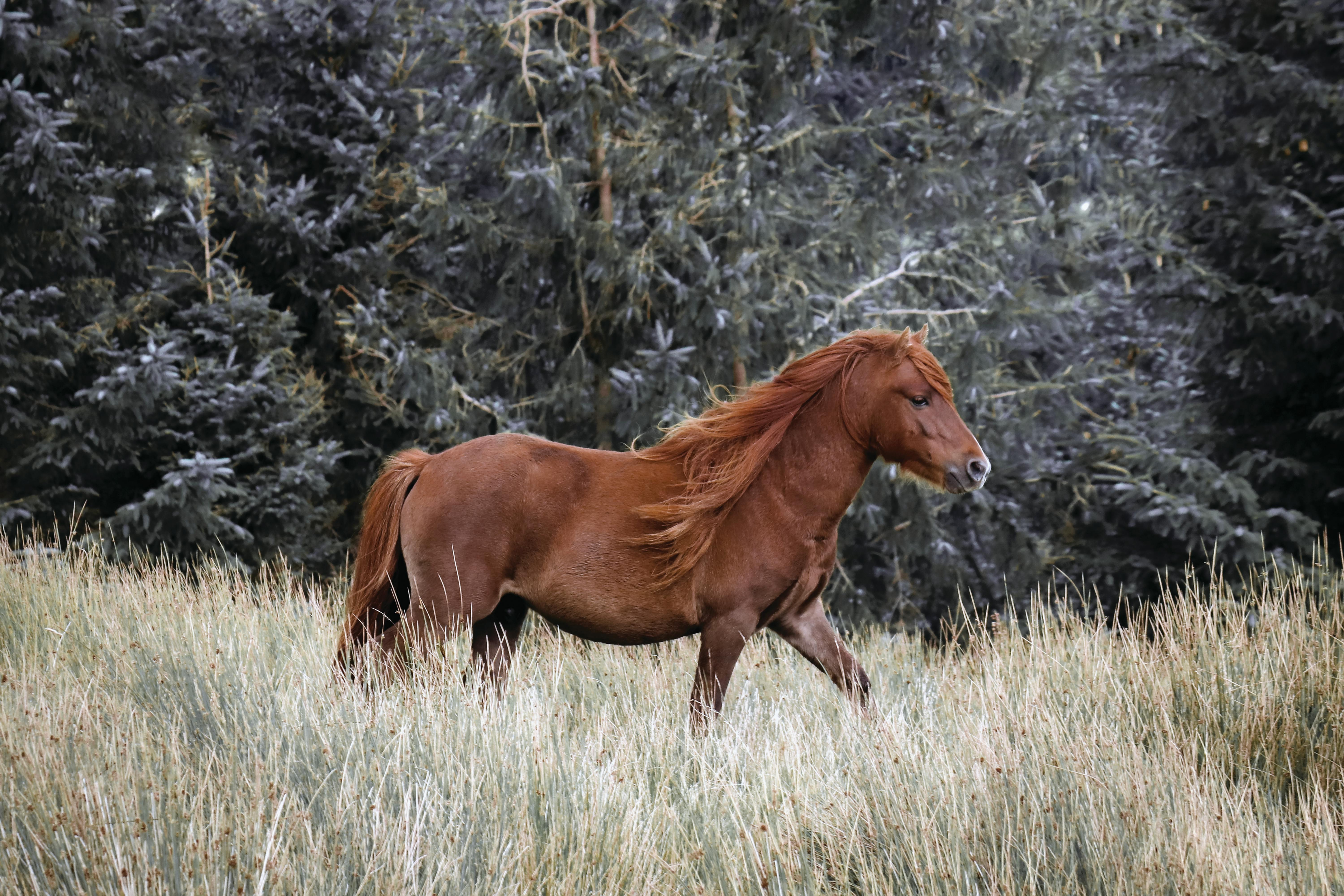 A Wild Chestnut Horse in a Field · Free Stock Photo