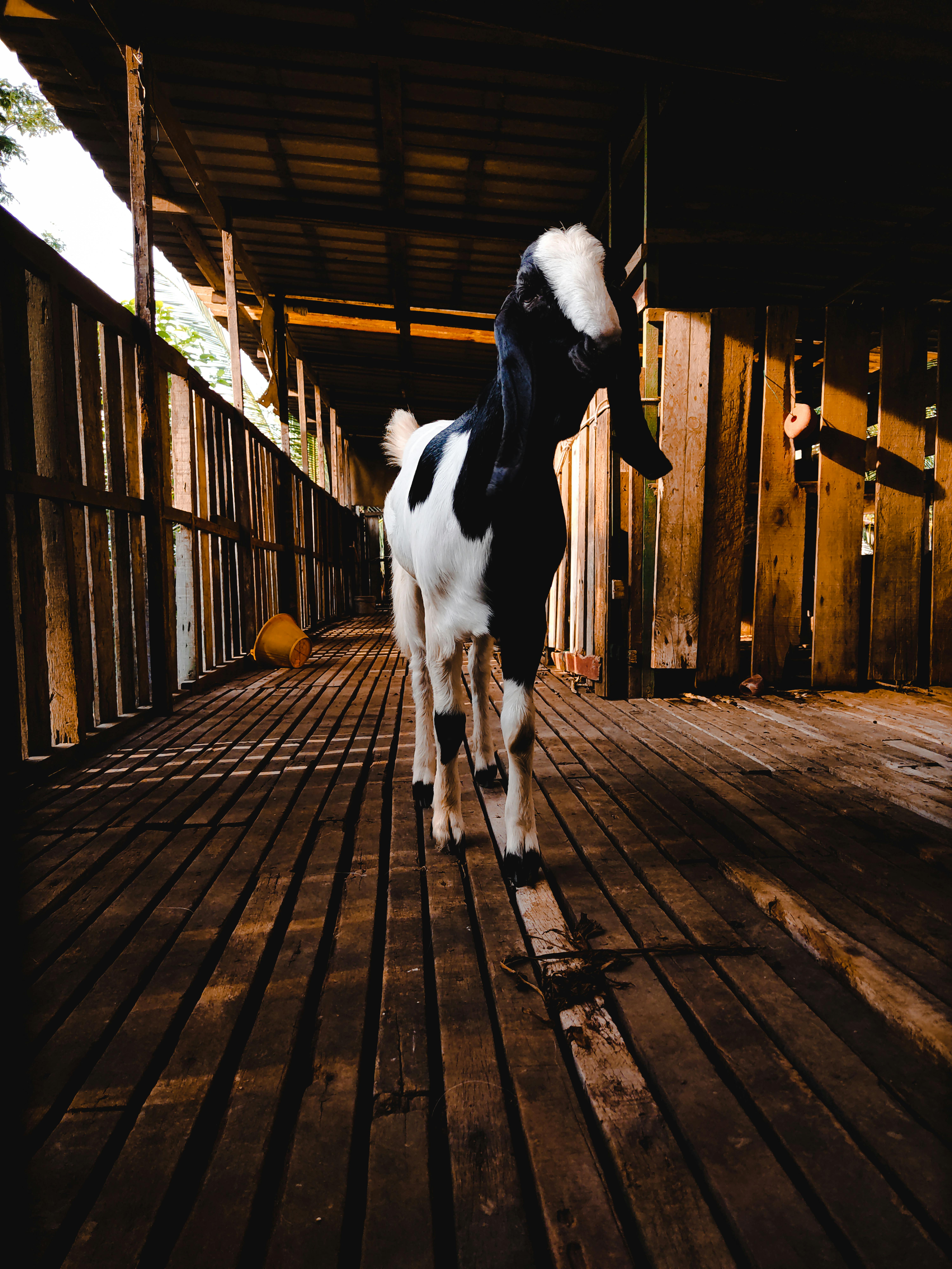 Photo of Goat in Wooden Barn · Free Stock Photo