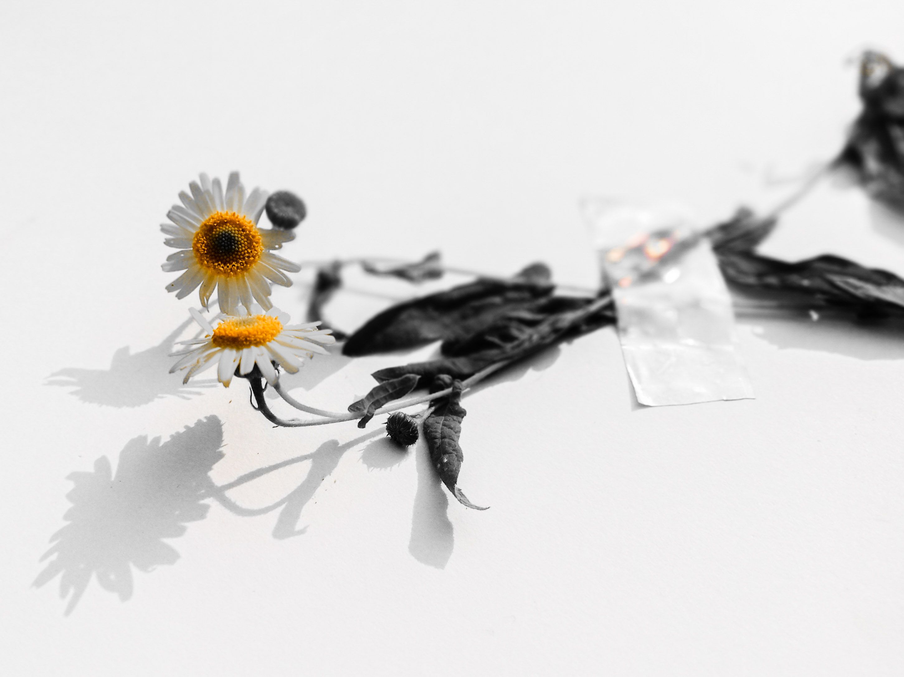 30+ Best Free Desaturated Stock Photos & Images · 100% Royalty-Free HD ...
