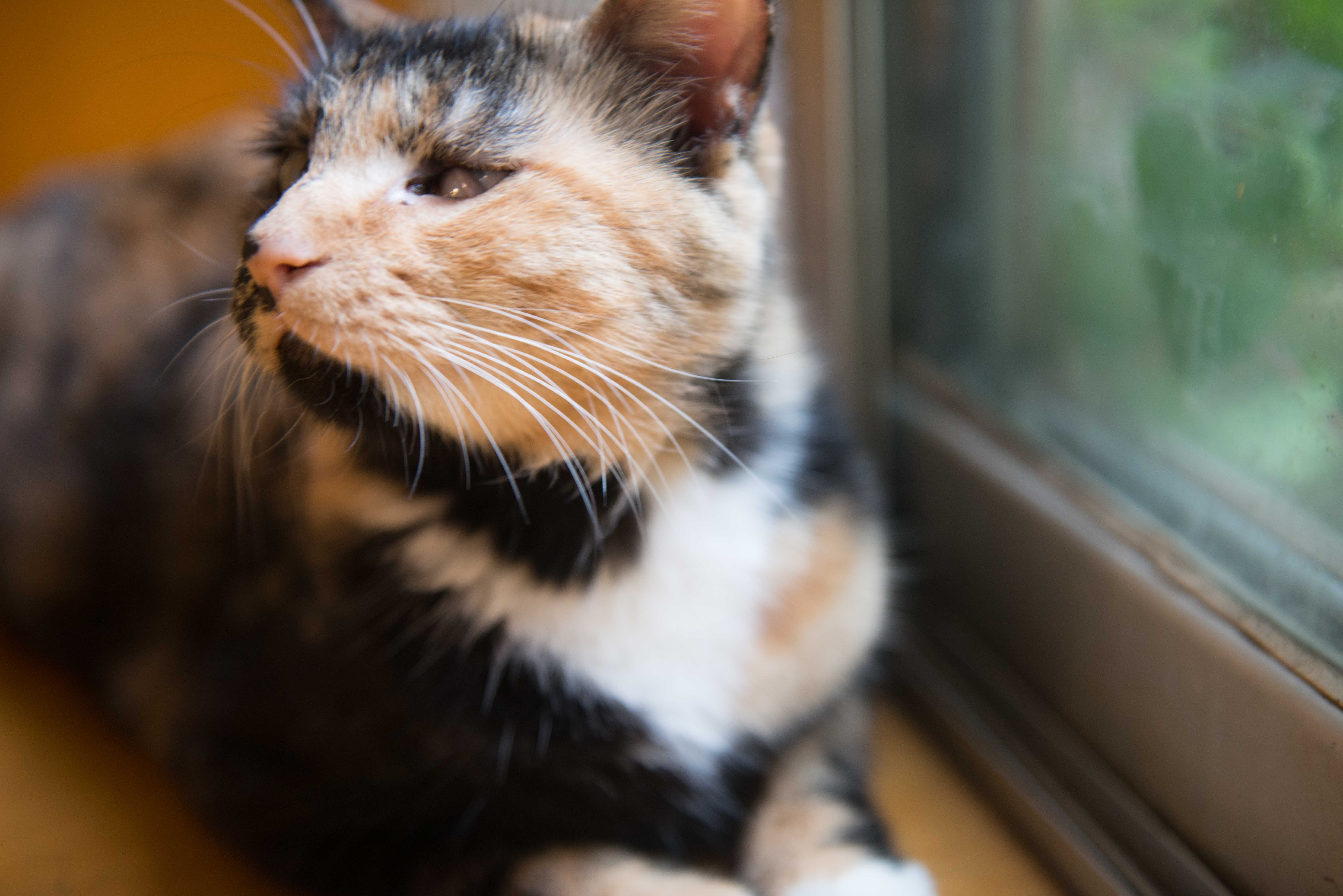 Free stock photo of cats