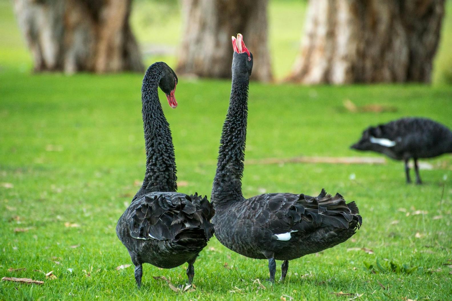 What Is a Black Swan Event and How Does It Affect Us?