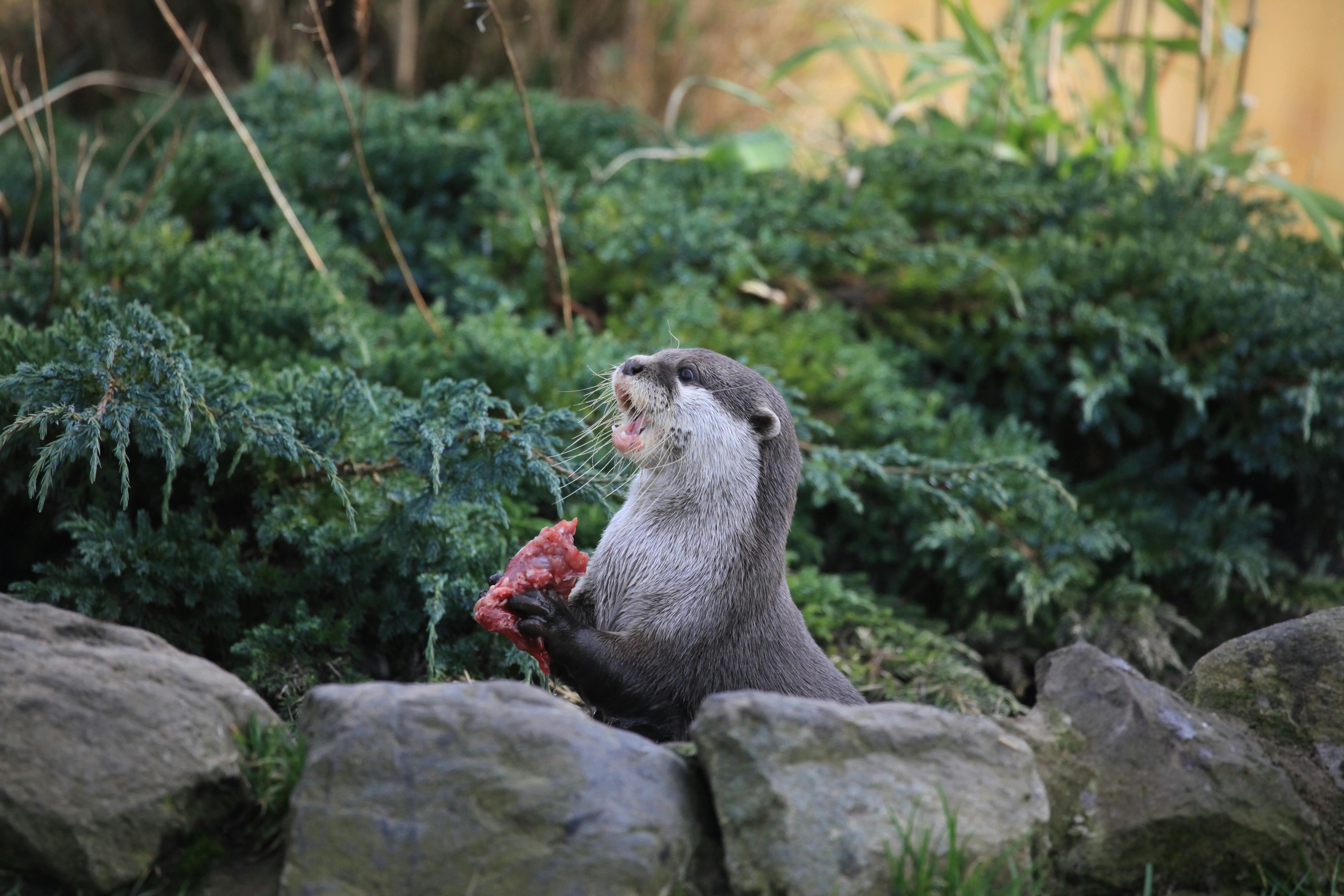 Otter Eating in Contact Zoo · Free Stock Photo