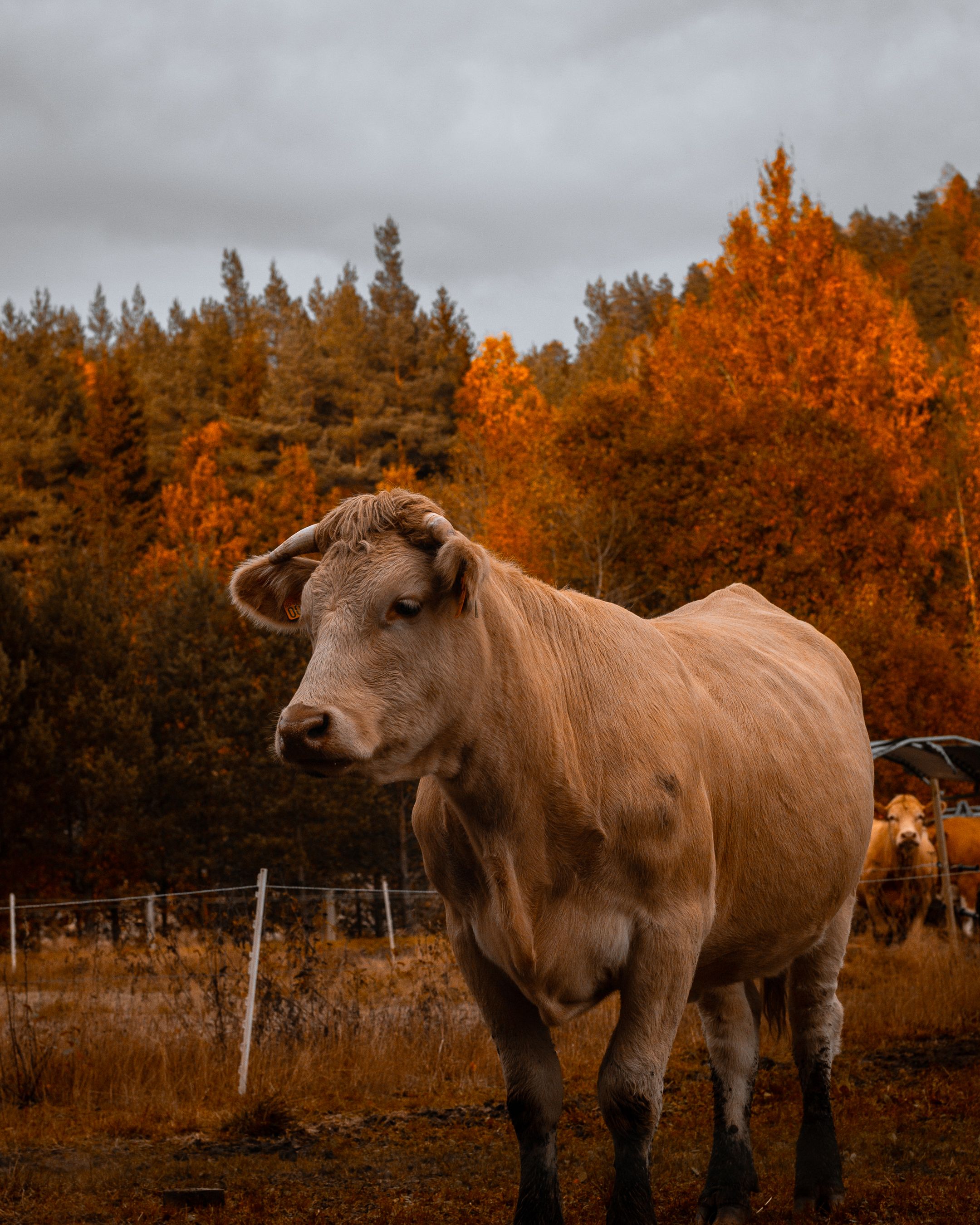 White Ongole Cattle on Grass Field · Free Stock Photo
