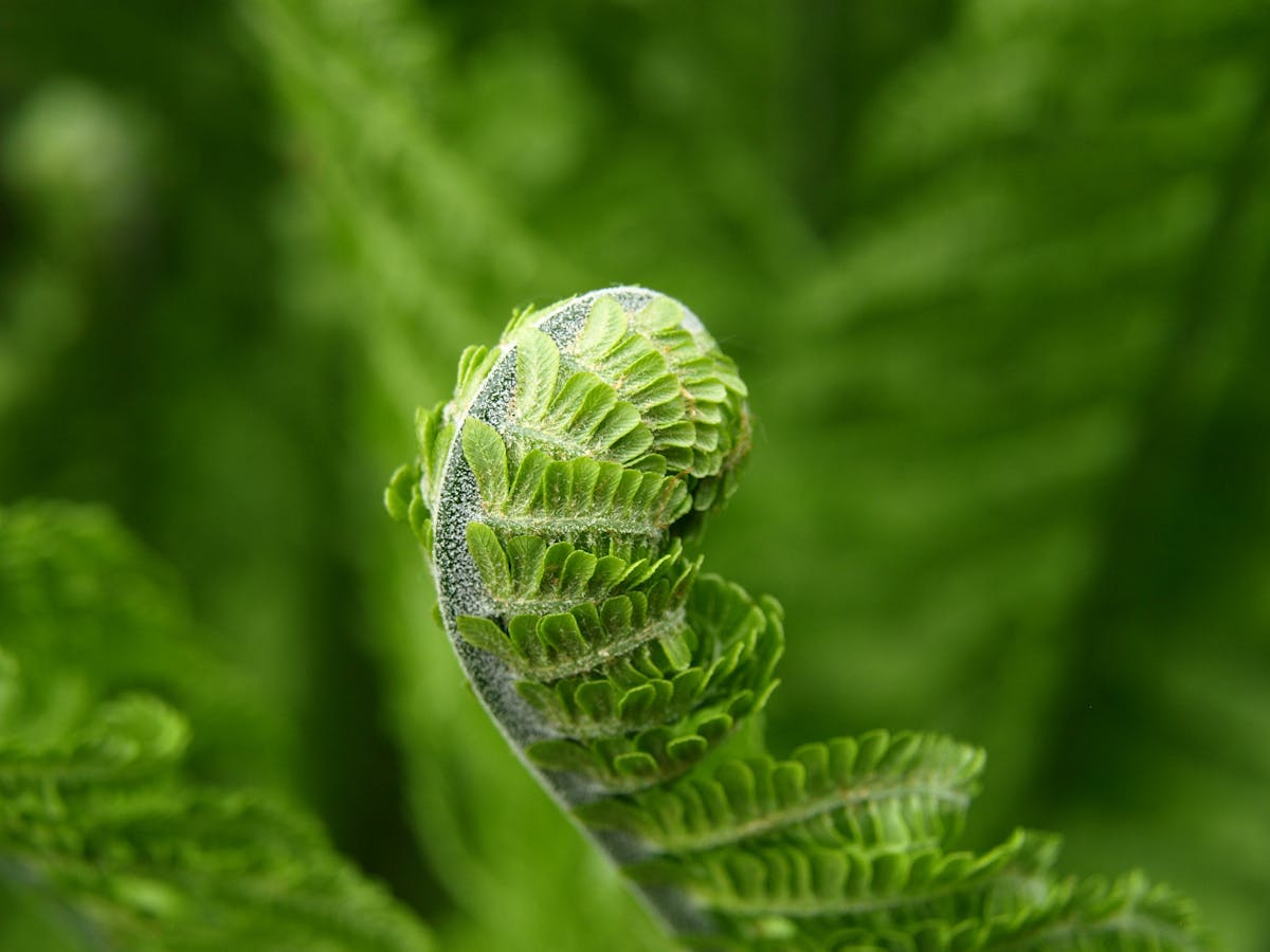 Fern Photos, Download The BEST Free Fern Stock Photos & HD Images