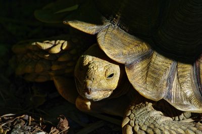 Testudinidae Tortoise Family: Easy Guide to Species and Care