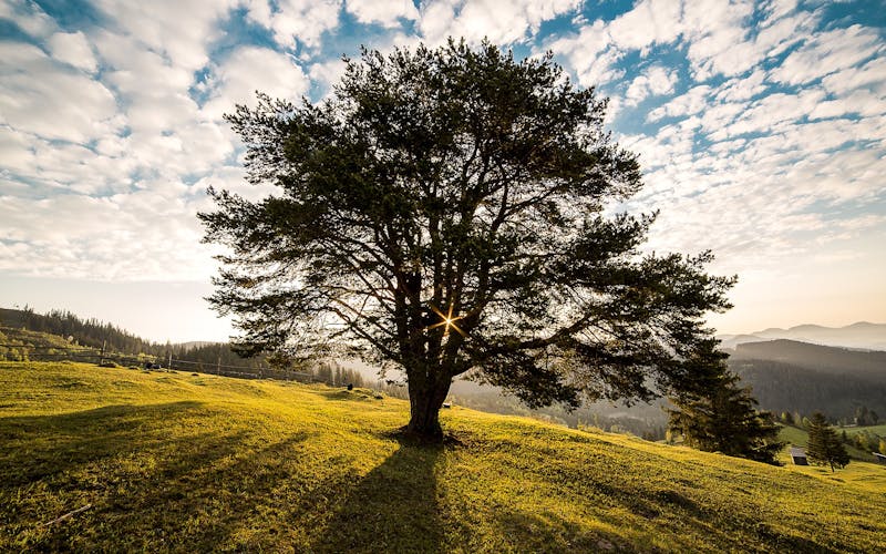 Oak Tree Photos, Download The BEST Free Oak Tree Stock Photos & HD Images