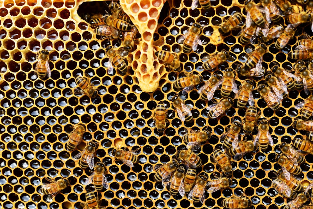 Queen Bee Photos, Download The BEST Free Queen Bee Stock Photos & HD Images