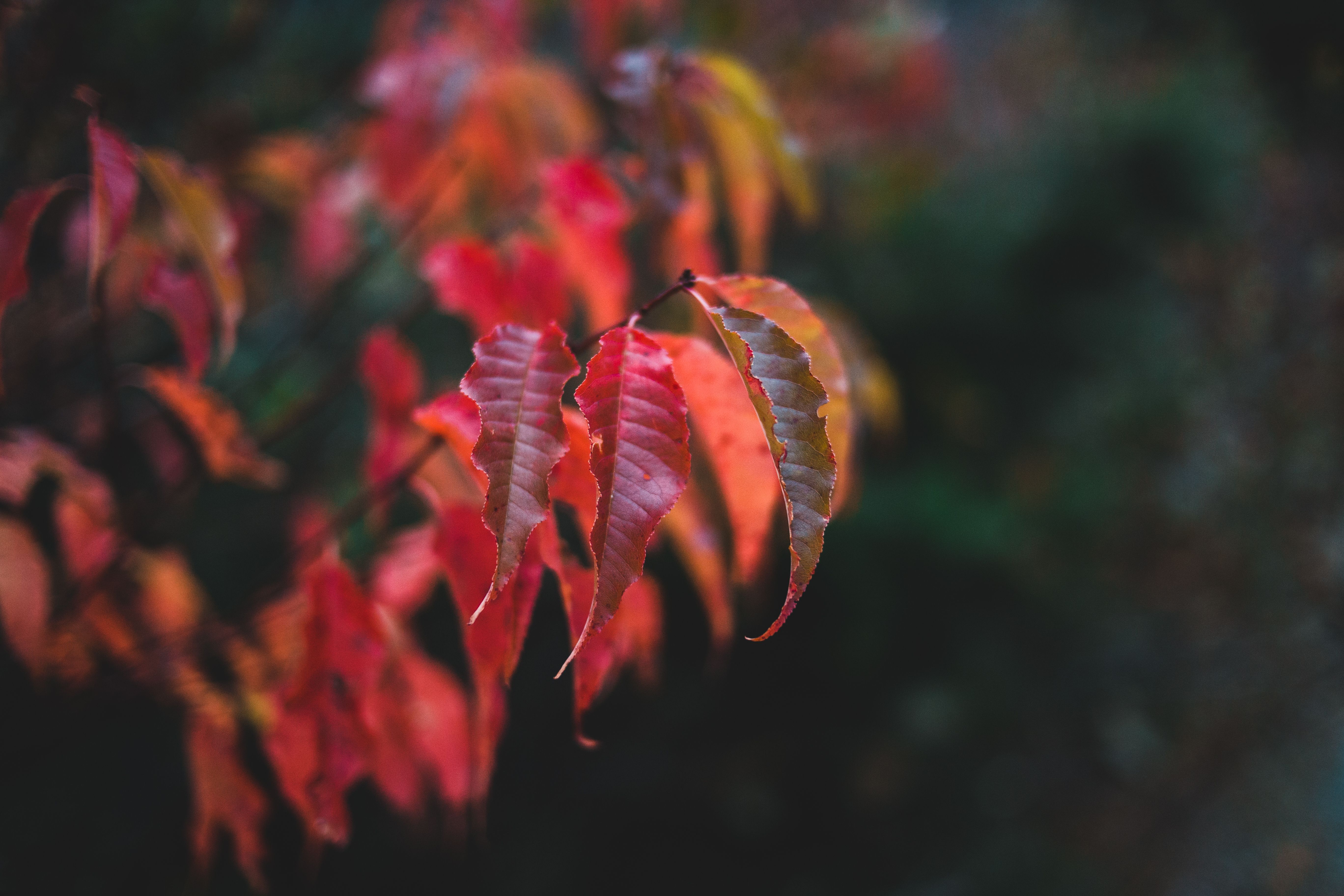 Branches of tree in forest · Free Stock Photo