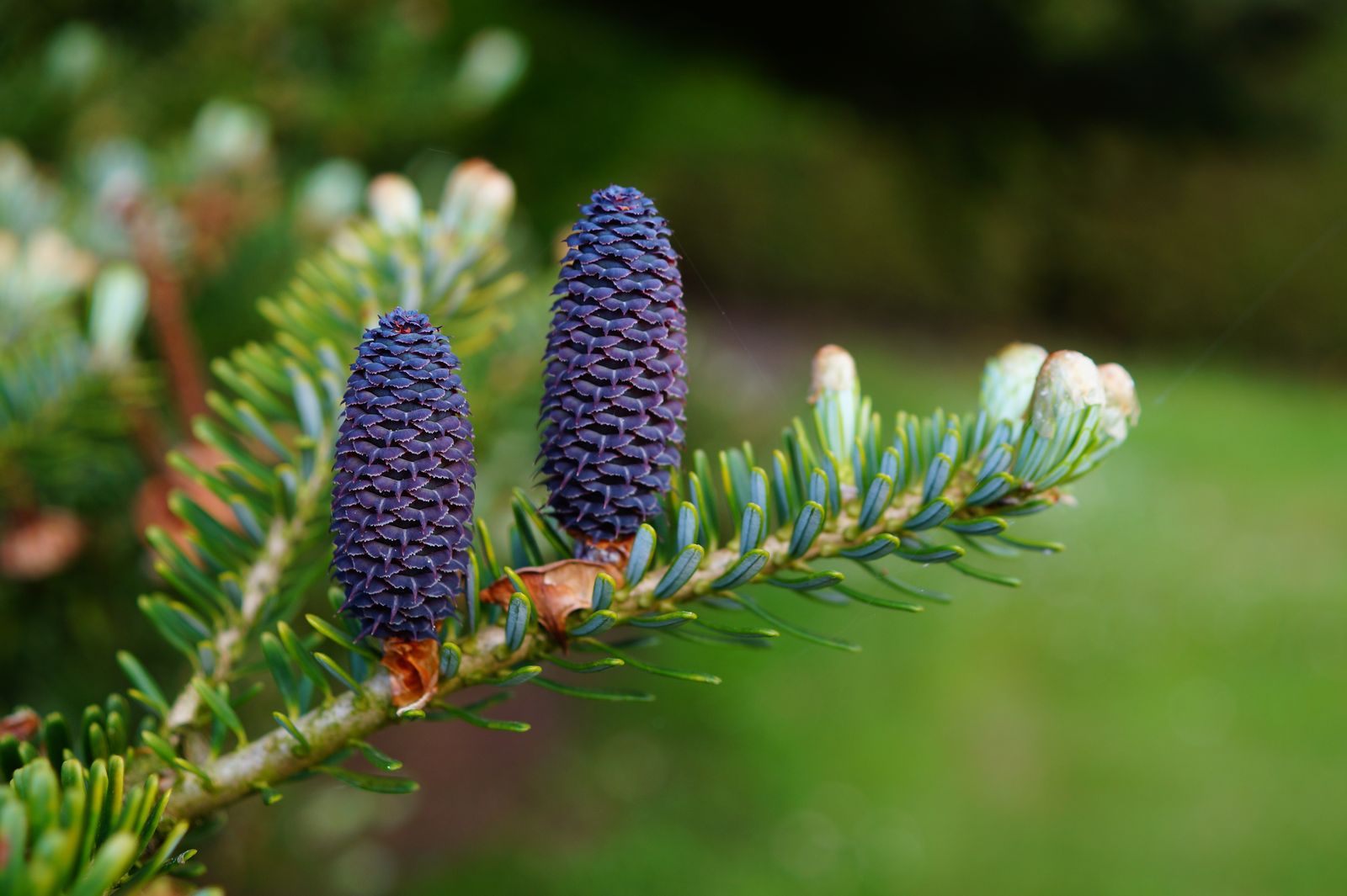 Fir Tree Photos, Download The BEST Free Fir Tree Stock Photos & HD Images