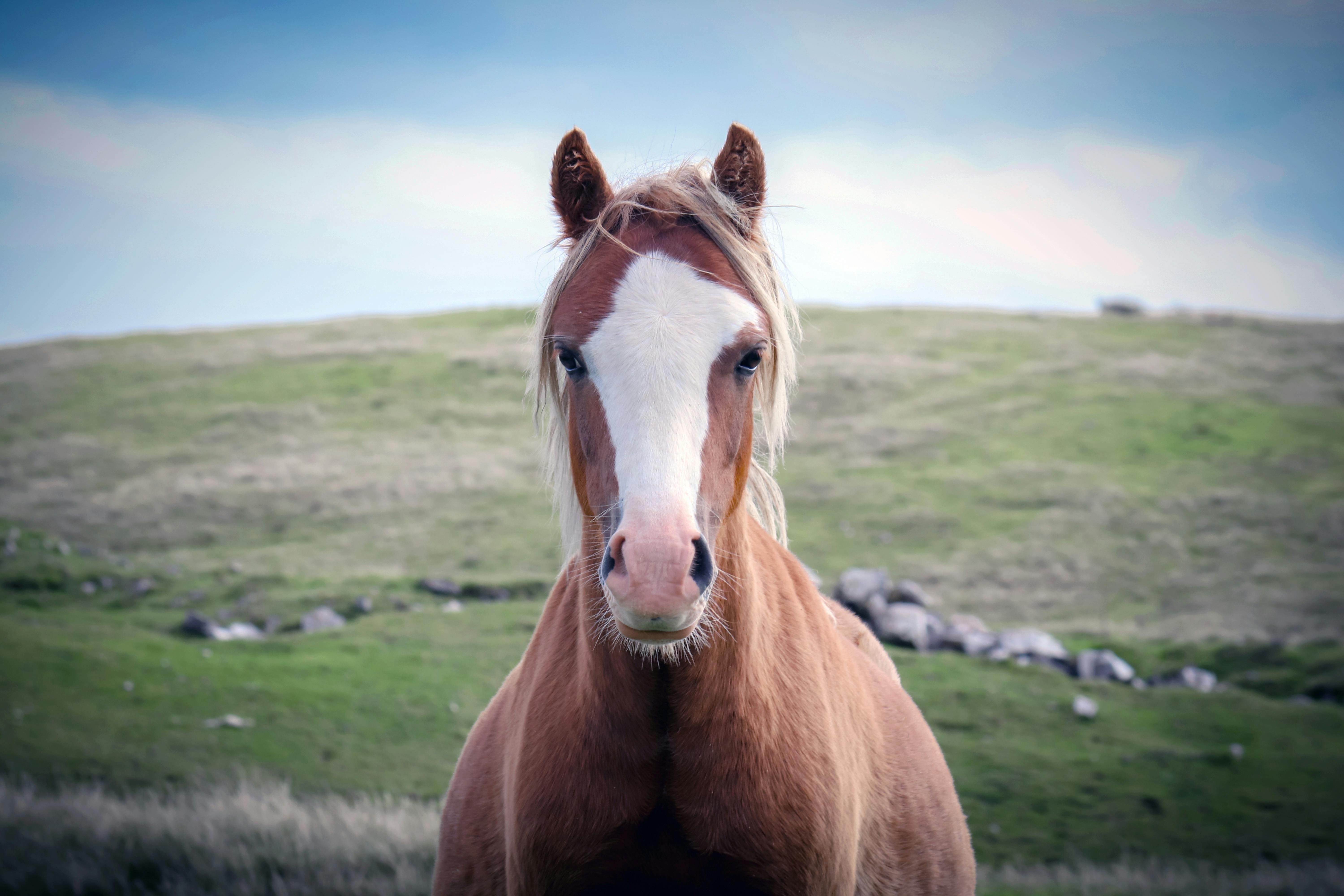 Two Brown Lama · Free Stock Photo