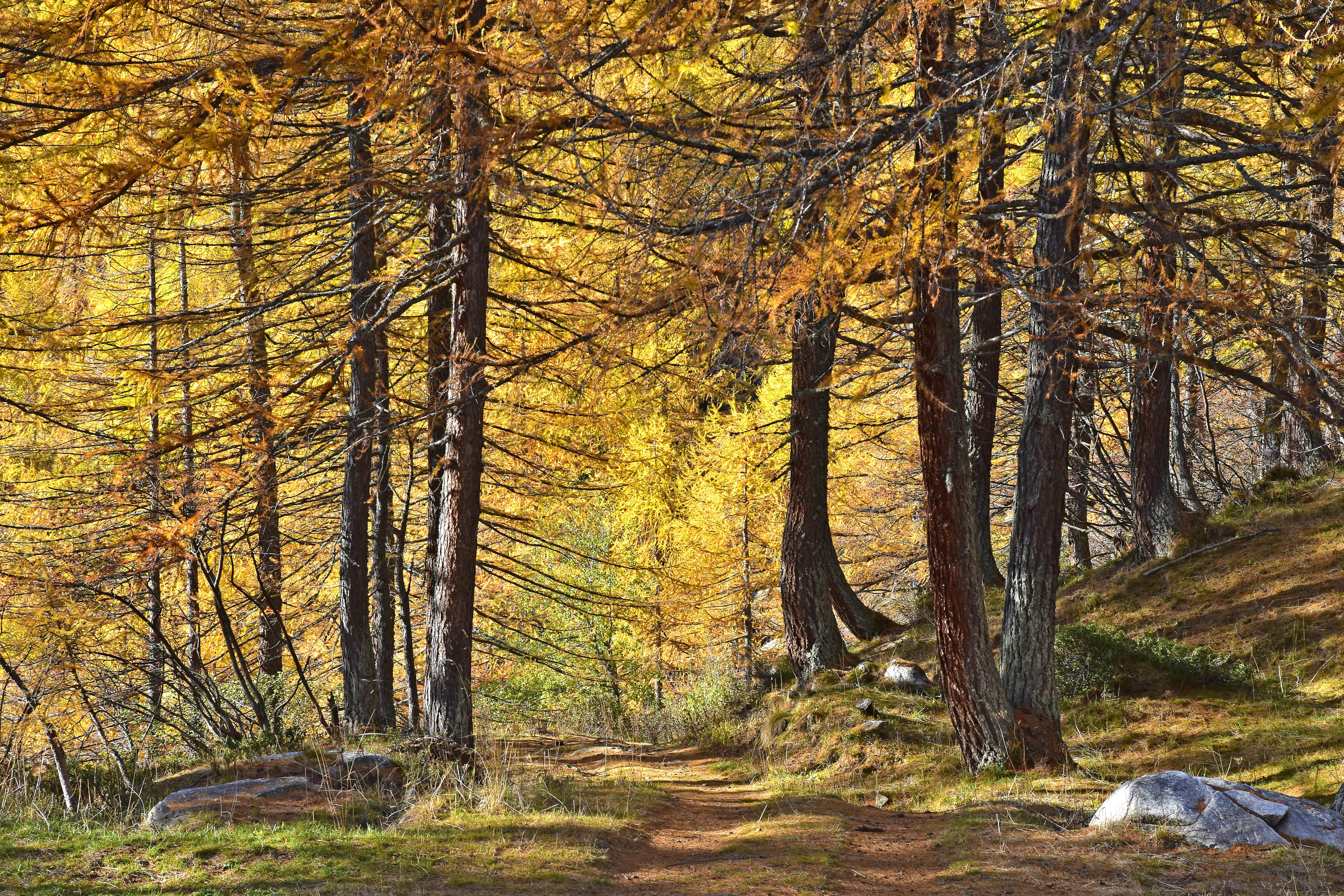 Photo Of Forest Trees and a Black Stone Pathway during Daytime · Free ...