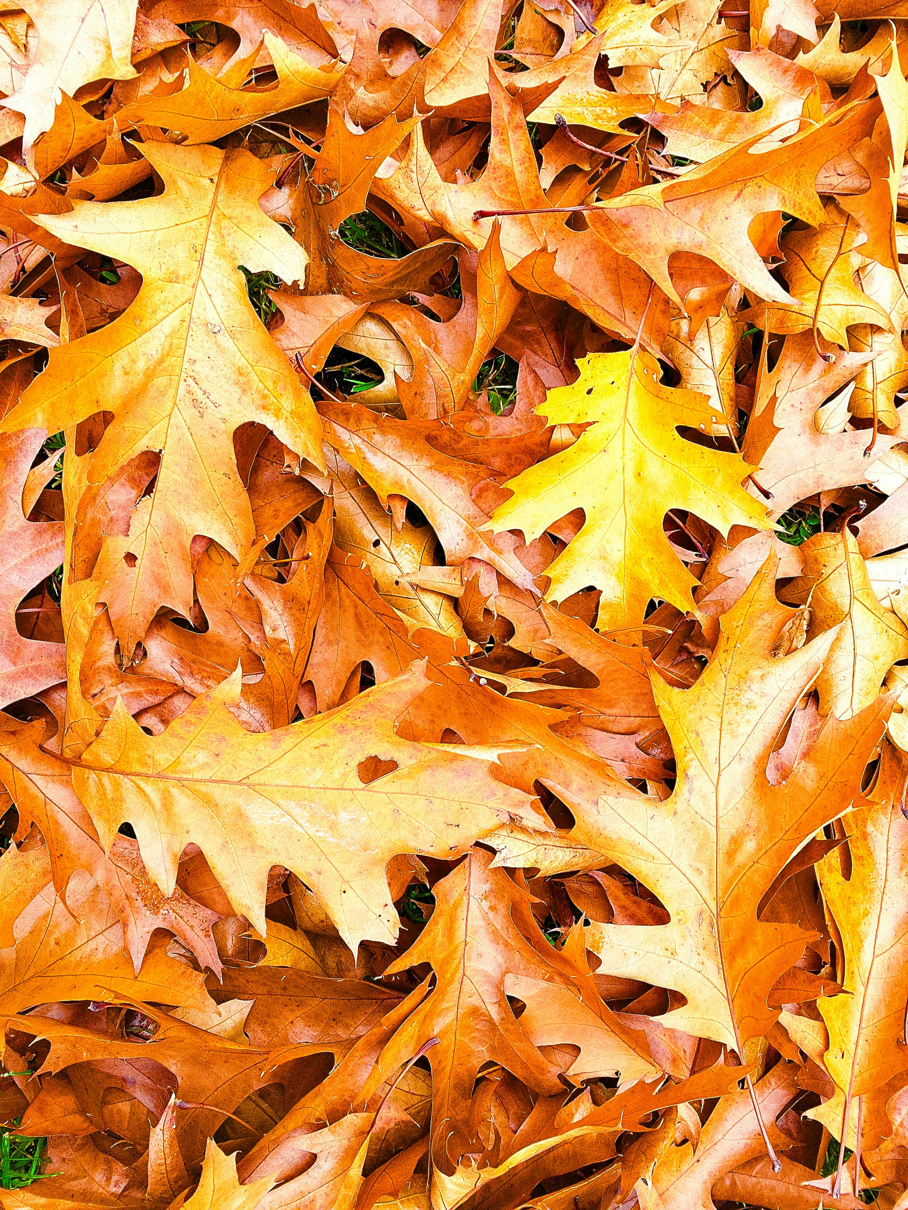 Black Feather Surrounded by Dried Leaves · Free Stock Photo