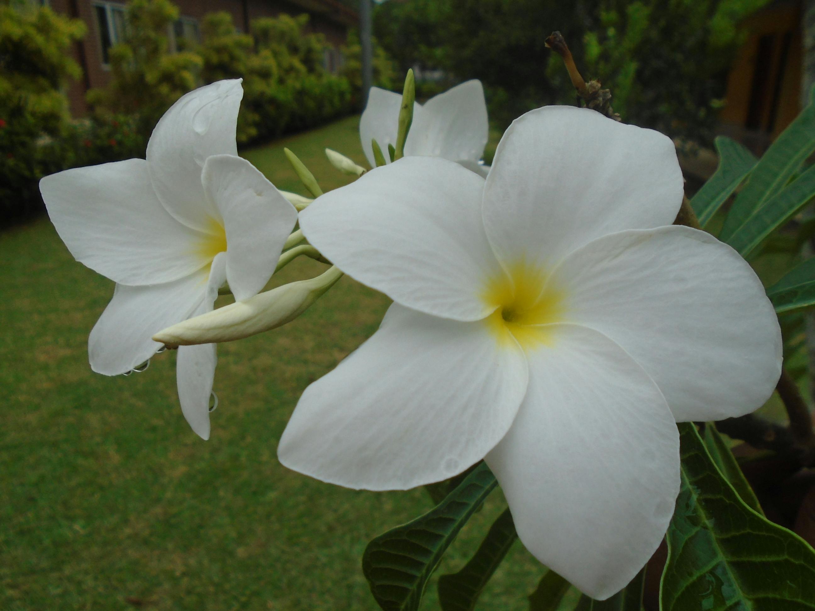 Sadaham Yathra - Photography